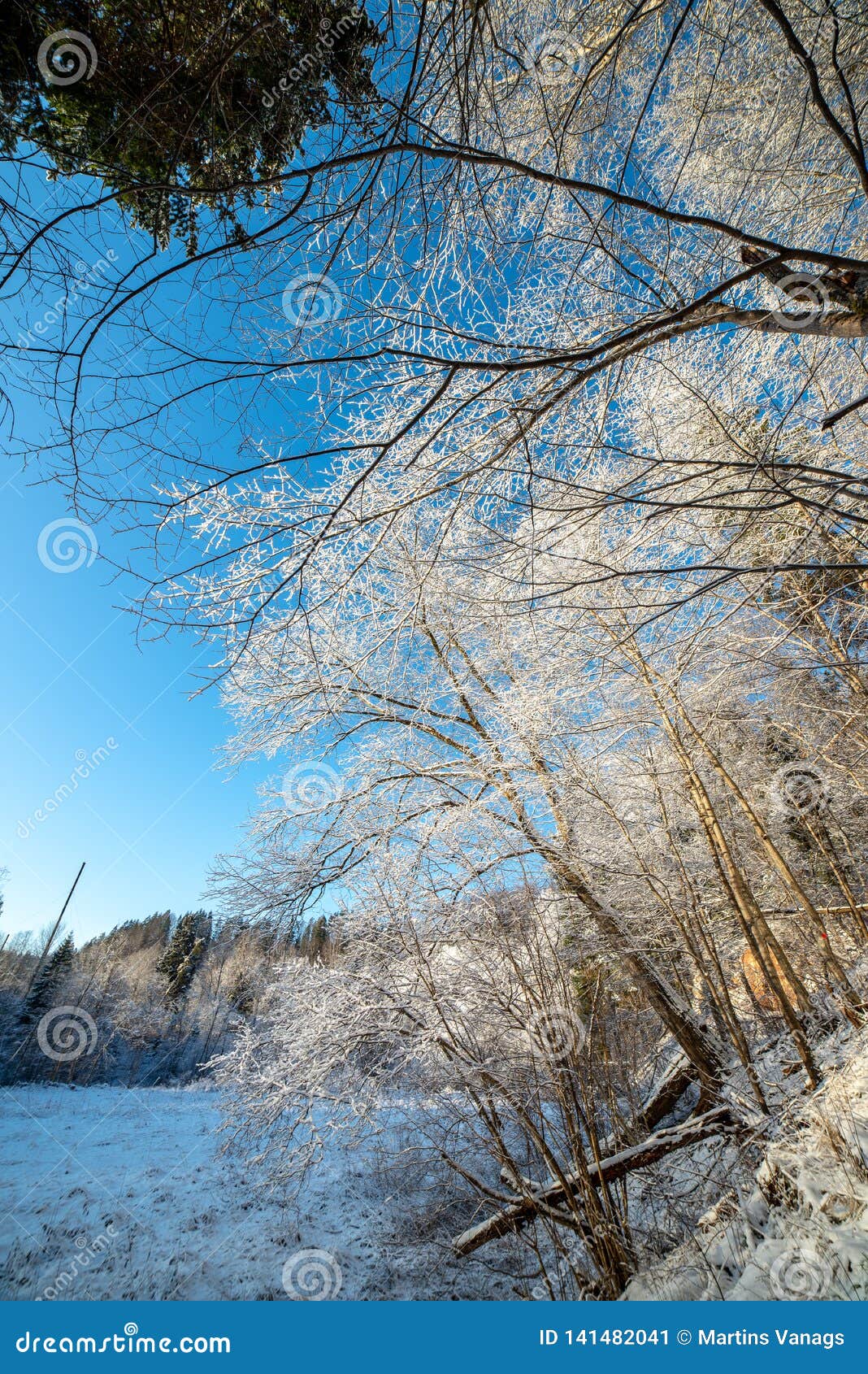 Tree Branches in Bushes in Winter Cold Weather Stock Image - Image of ...