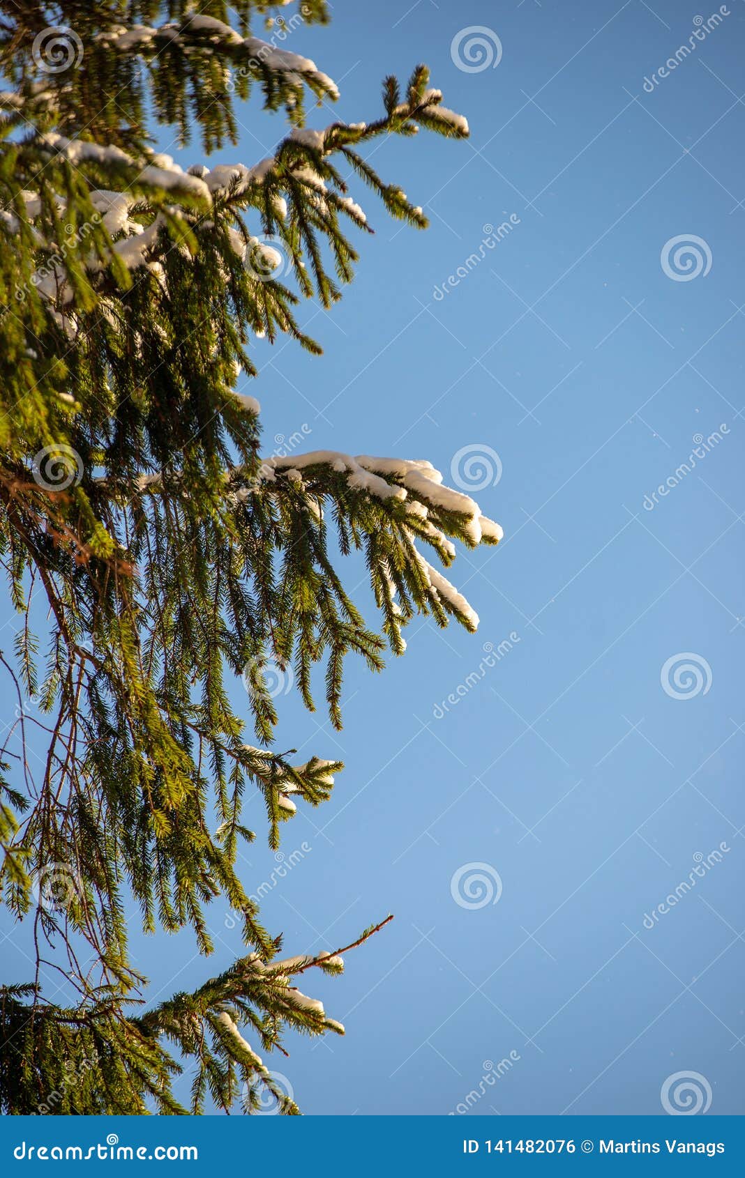 Tree Branches in Bushes in Winter Cold Weather Stock Photo - Image of ...