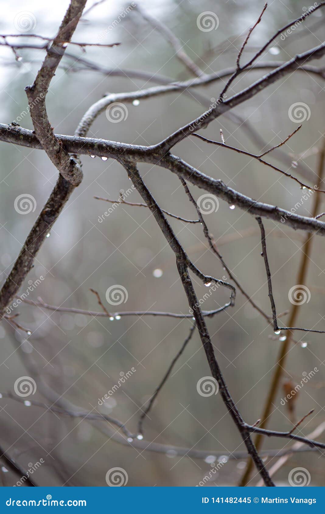 Tree Branches in Bushes in Winter Cold Weather Stock Image - Image of ...