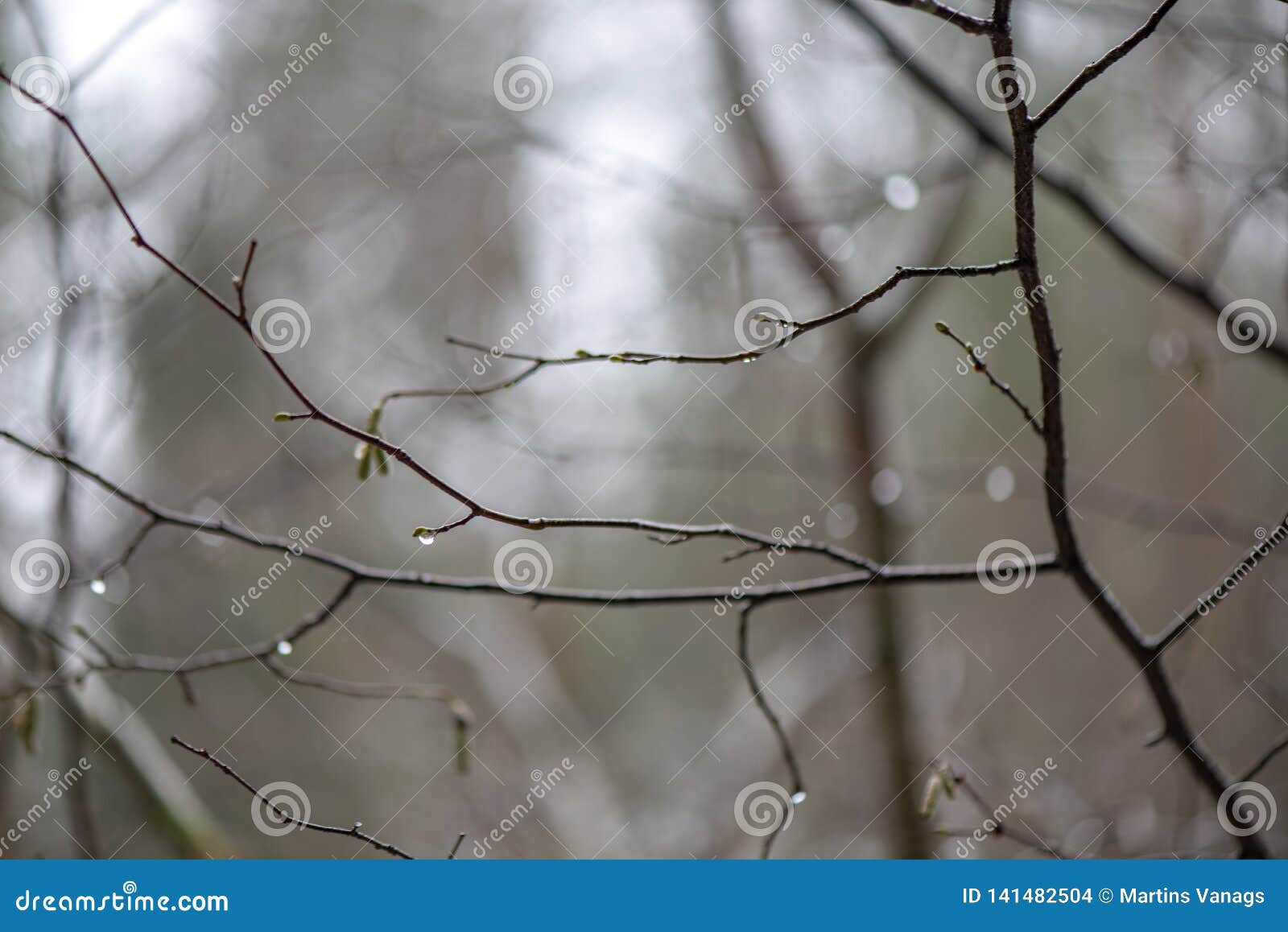 Tree Branches in Bushes in Winter Cold Weather Stock Photo - Image of ...