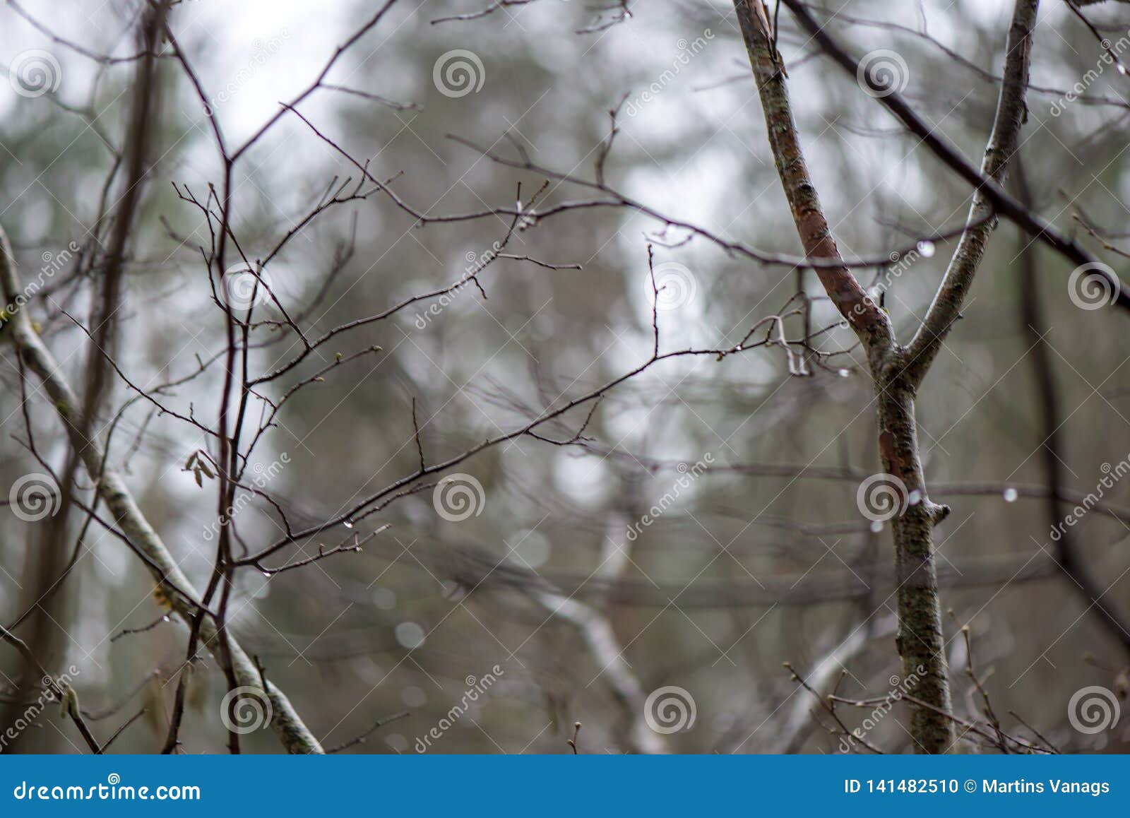 Tree Branches in Bushes in Winter Cold Weather Stock Photo - Image of ...