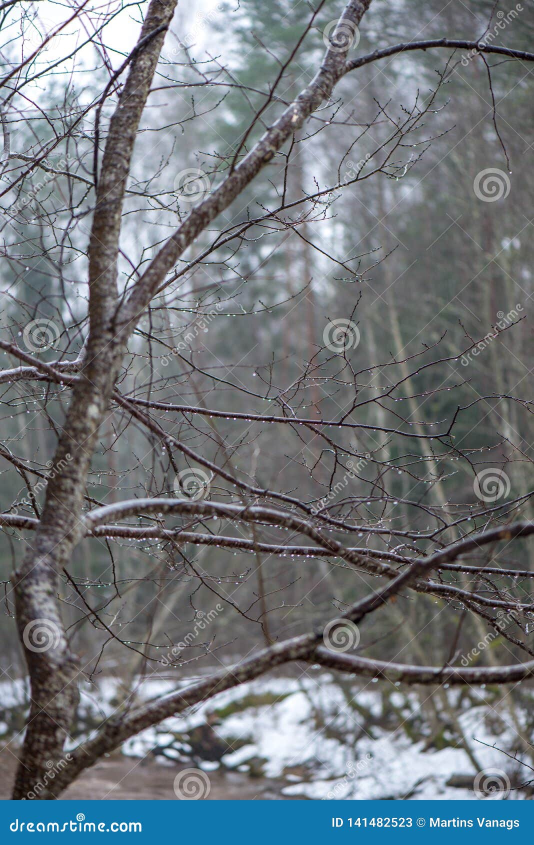 Tree Branches in Bushes in Winter Cold Weather Stock Image - Image of ...