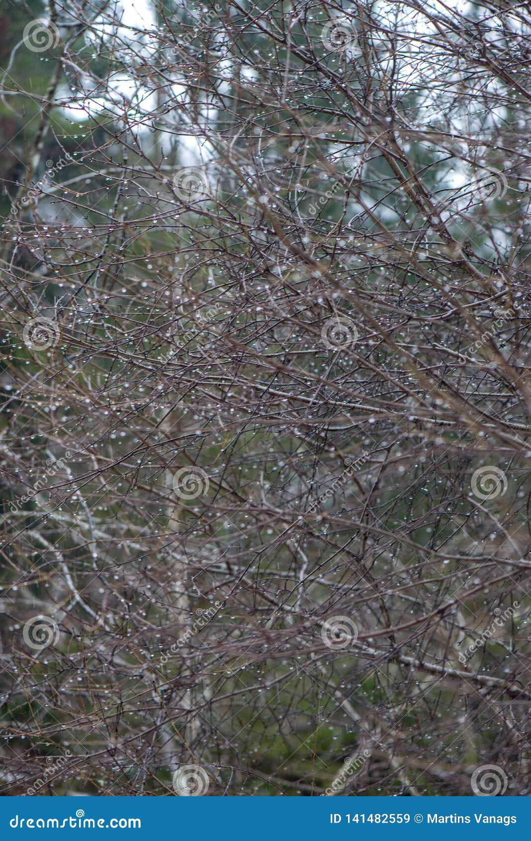 Tree Branches in Bushes in Winter Cold Weather Stock Image - Image of ...