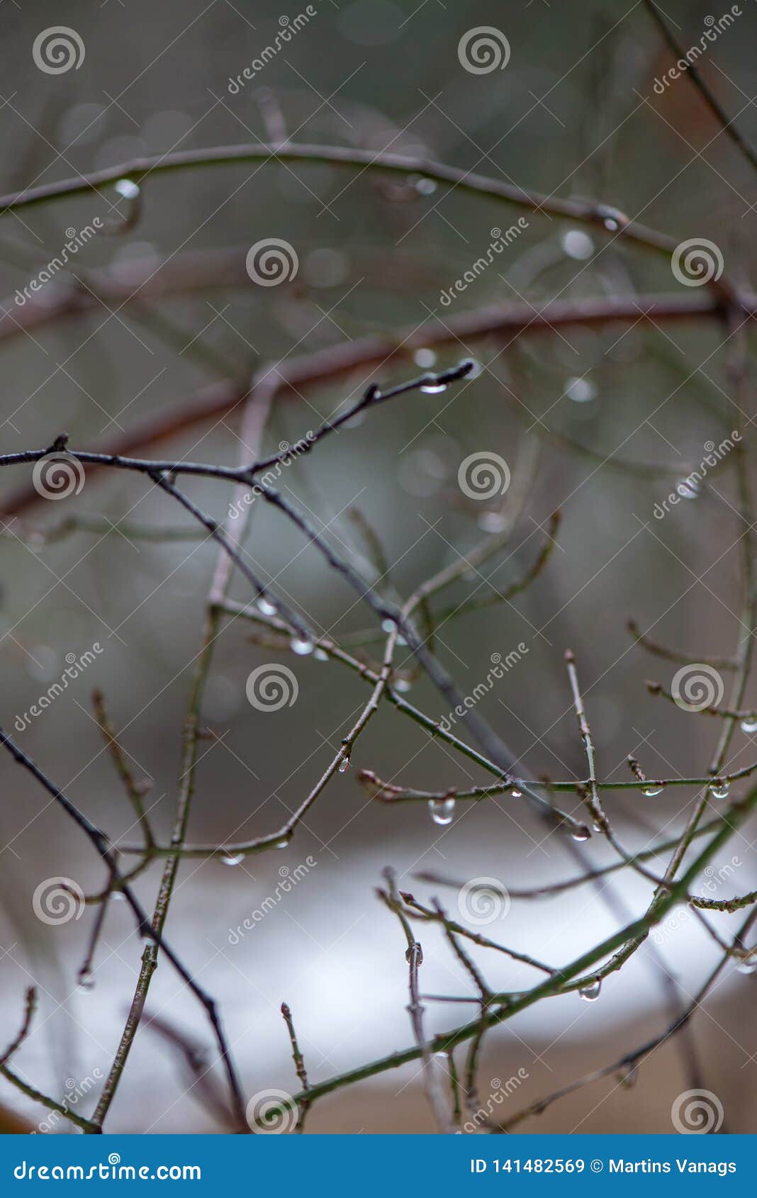 Tree Branches in Bushes in Winter Cold Weather Stock Image - Image of ...
