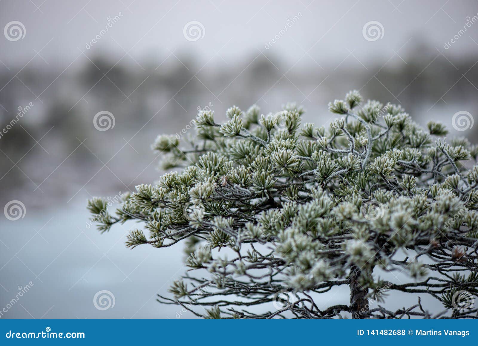 Tree Branches in Bushes in Winter Cold Weather Stock Photo - Image of ...