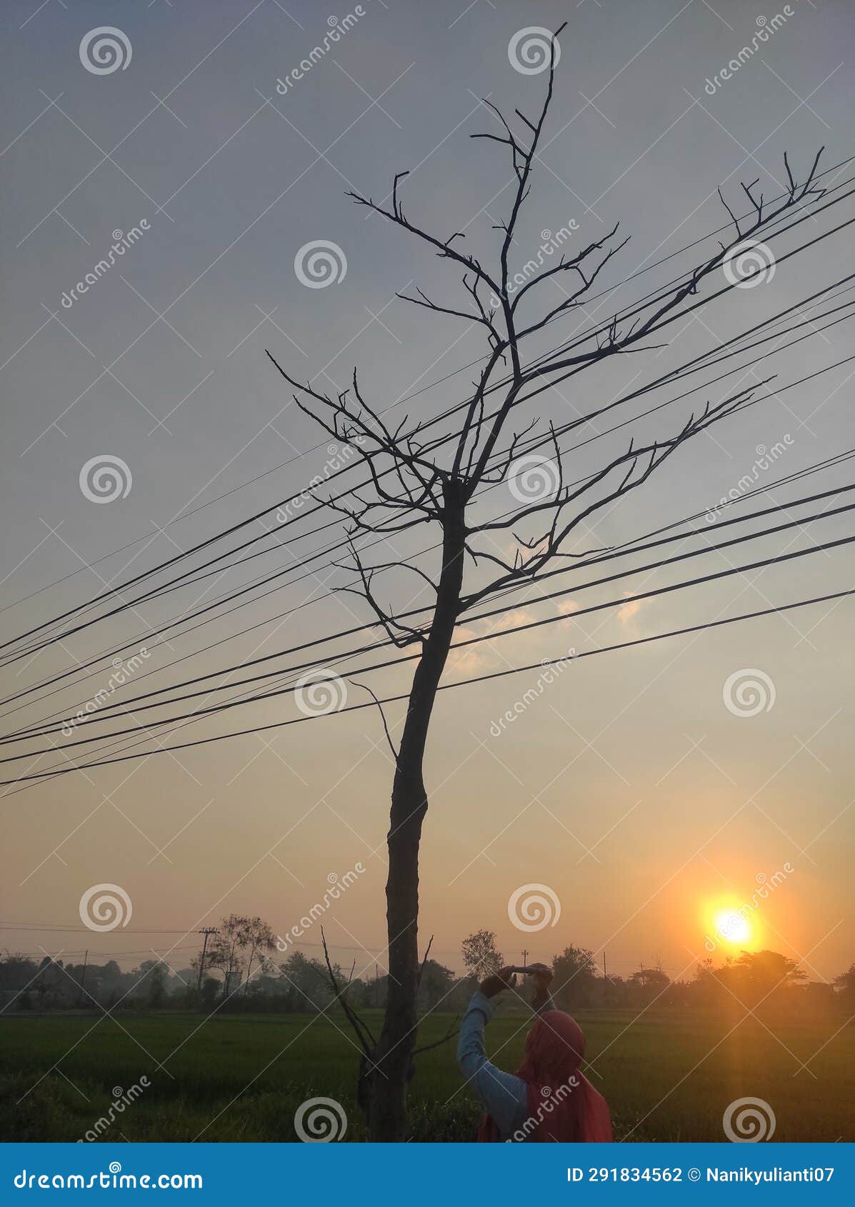 Tree Branches Caught in Electricity Poles Stock Photo - Image of ...