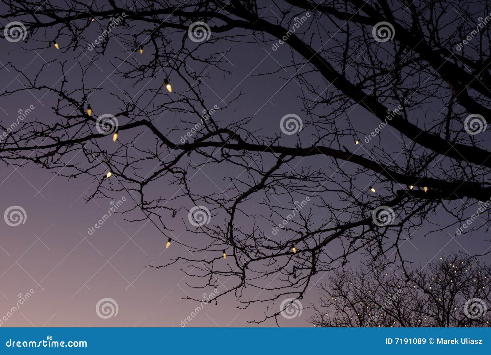 Tree Branches with Christmas Lights on Stock Image - Image of christmas ...