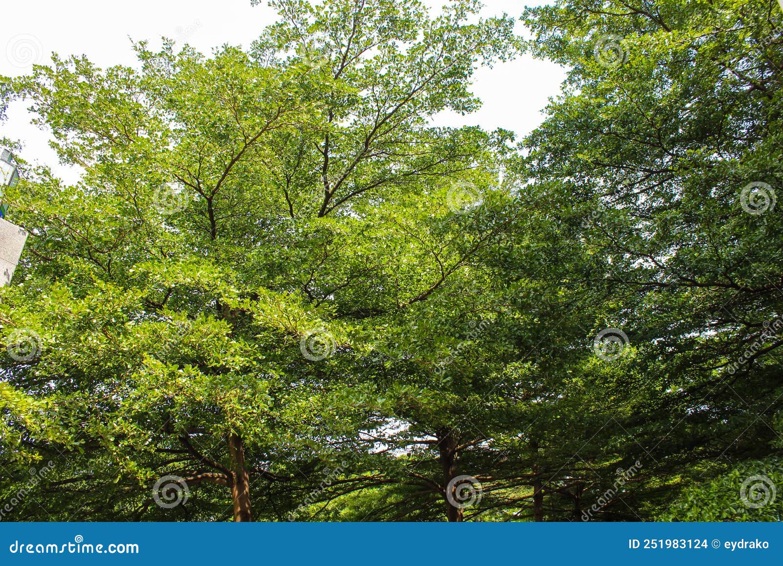 Tree Branches through Clear Sky. Bottom View Stock Photo - Image of ...