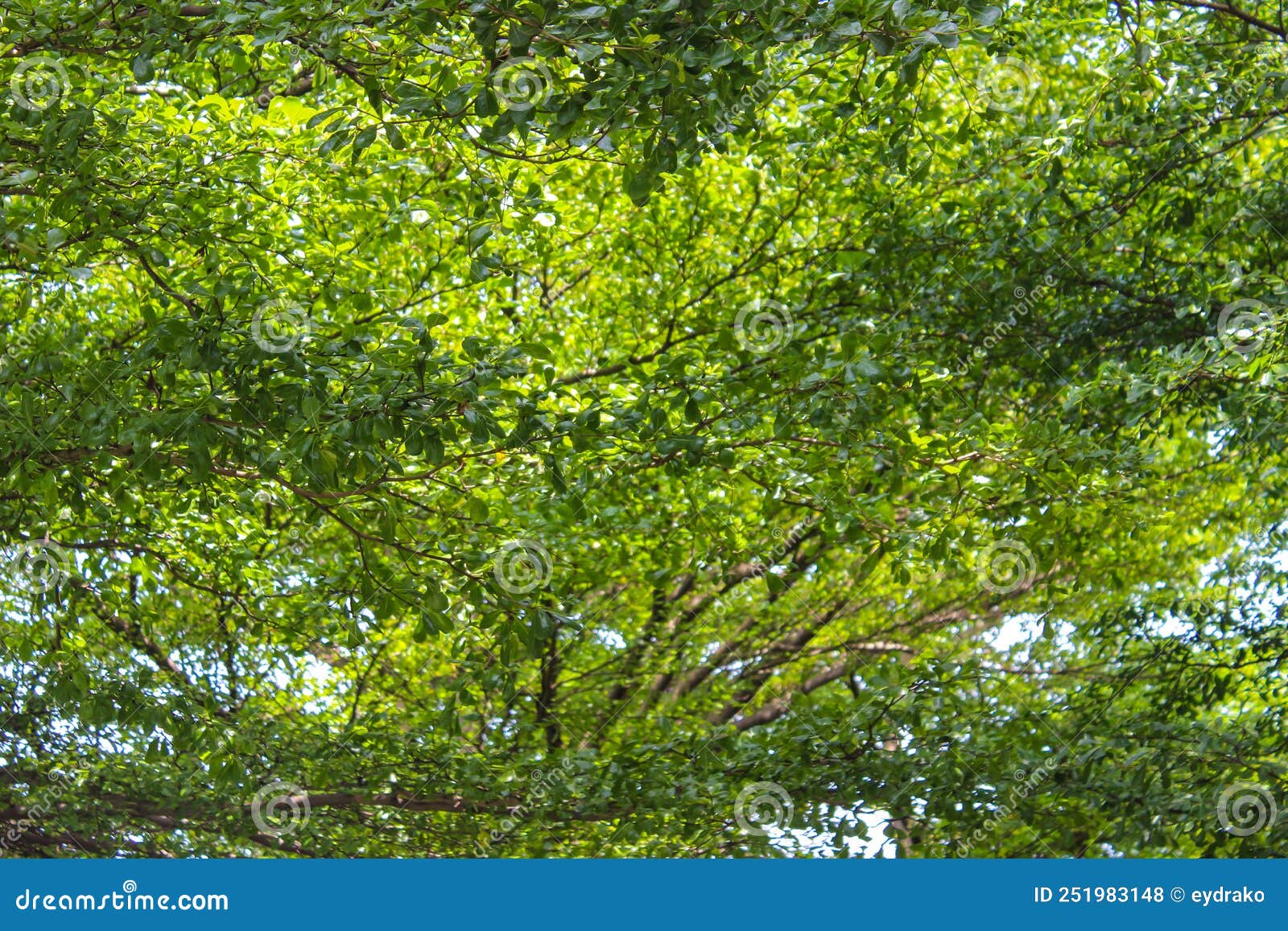 Tree Branches through Clear Sky. Bottom View Stock Photo - Image of ...