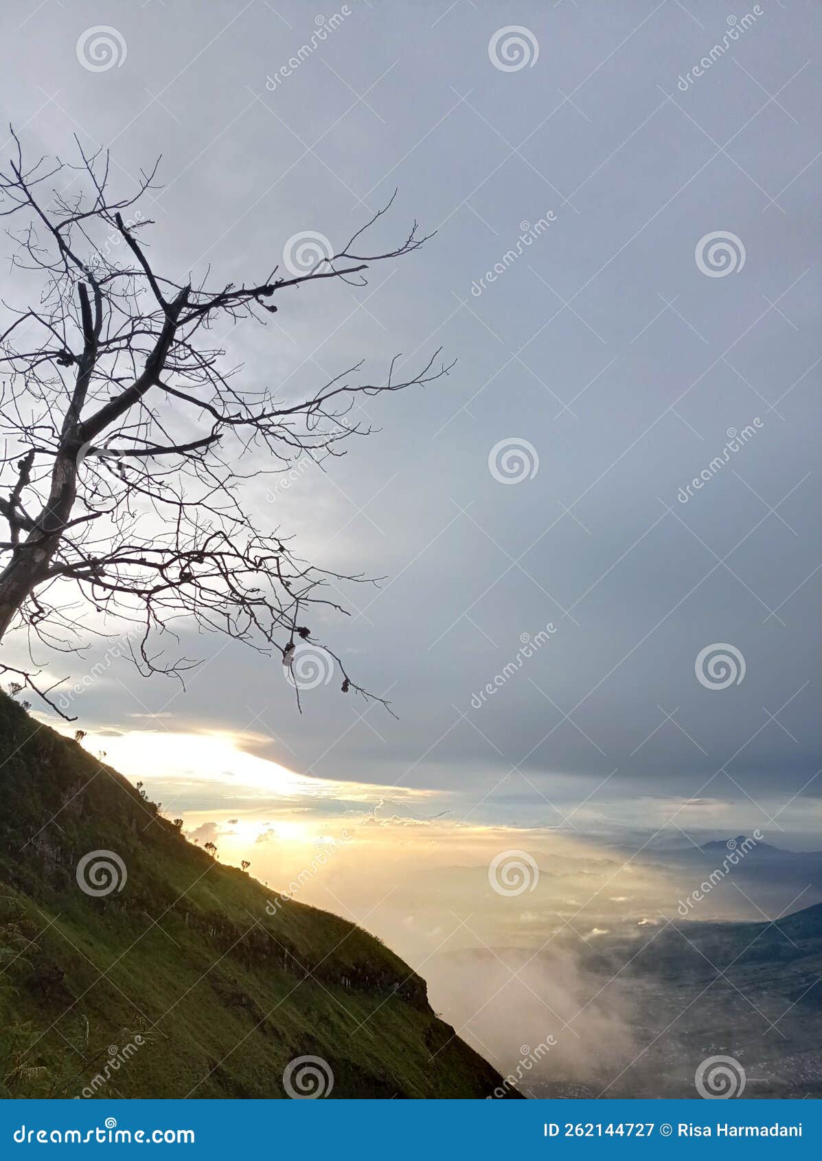 Tree Branches at the Cliff of the Mountain Stock Image - Image of plant ...