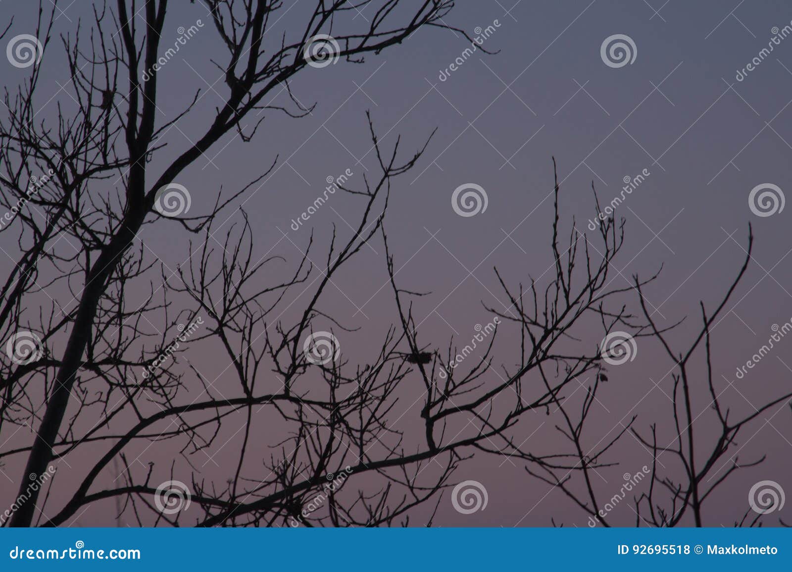Tree Branches Color Background Stock Photo - Image of color, colorful ...