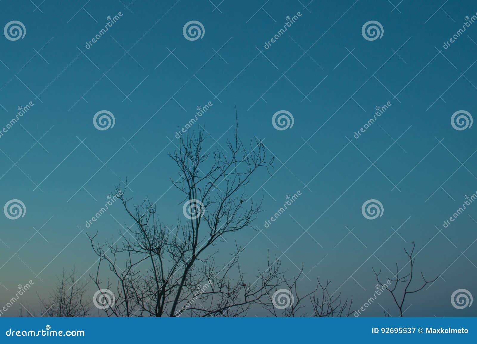 Tree Branches Color Background Stock Image - Image of color, texture ...