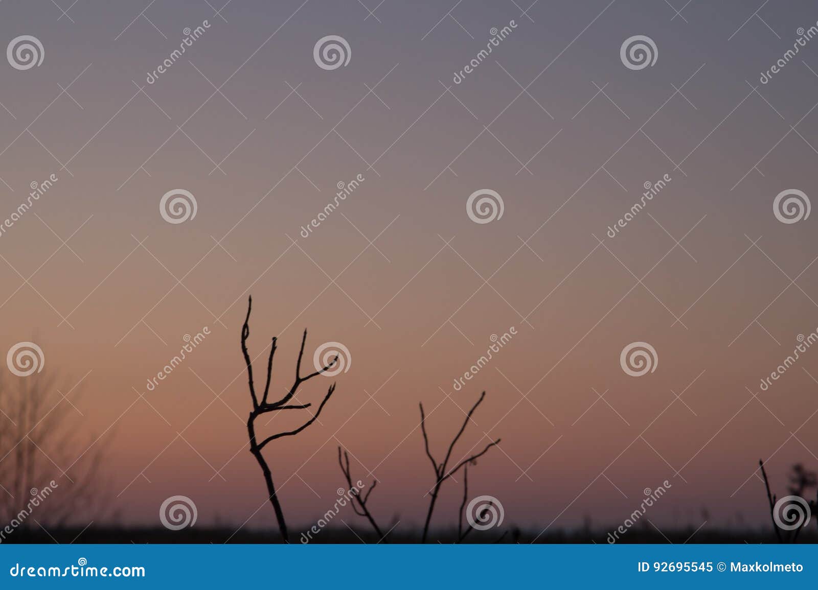 Tree Branches Color Background Stock Image - Image of nature, color ...