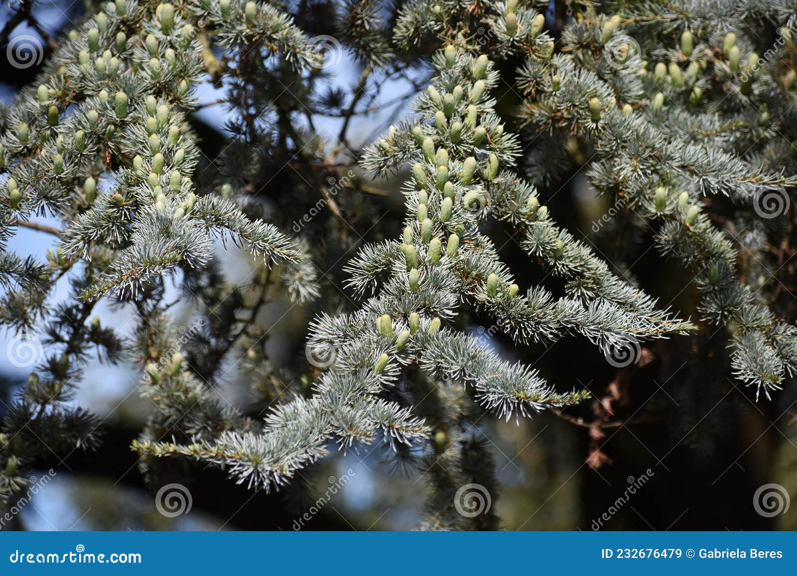 Tree Branches of Colorado Blue Spruce. Stock Image - Image of ...