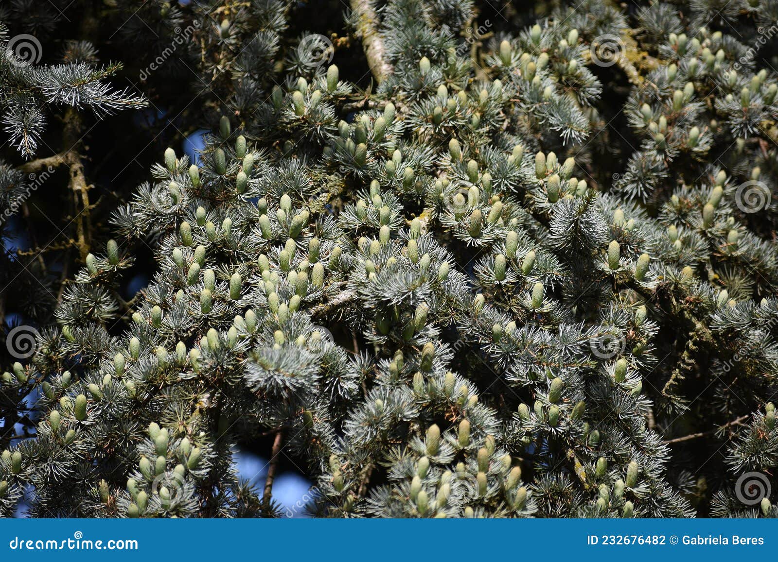 Tree Branches of Colorado Blue Spruce. Stock Photo - Image of ...