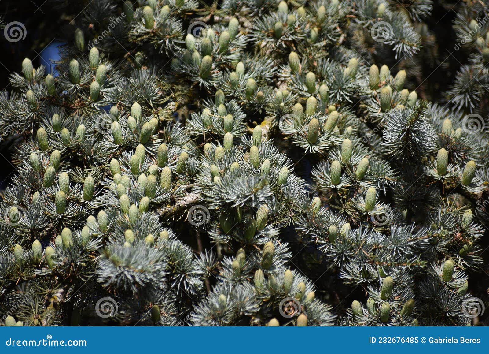 Tree Branches of Colorado Blue Spruce. Stock Image - Image of holiday ...