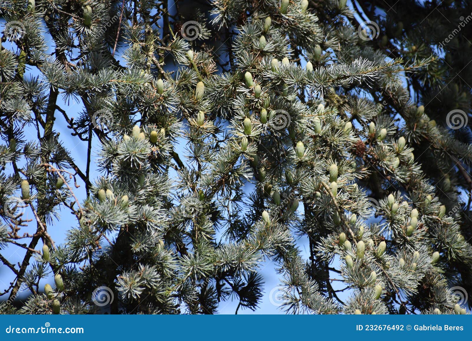 Tree Branches of Colorado Blue Spruce. Stock Photo - Image of ...