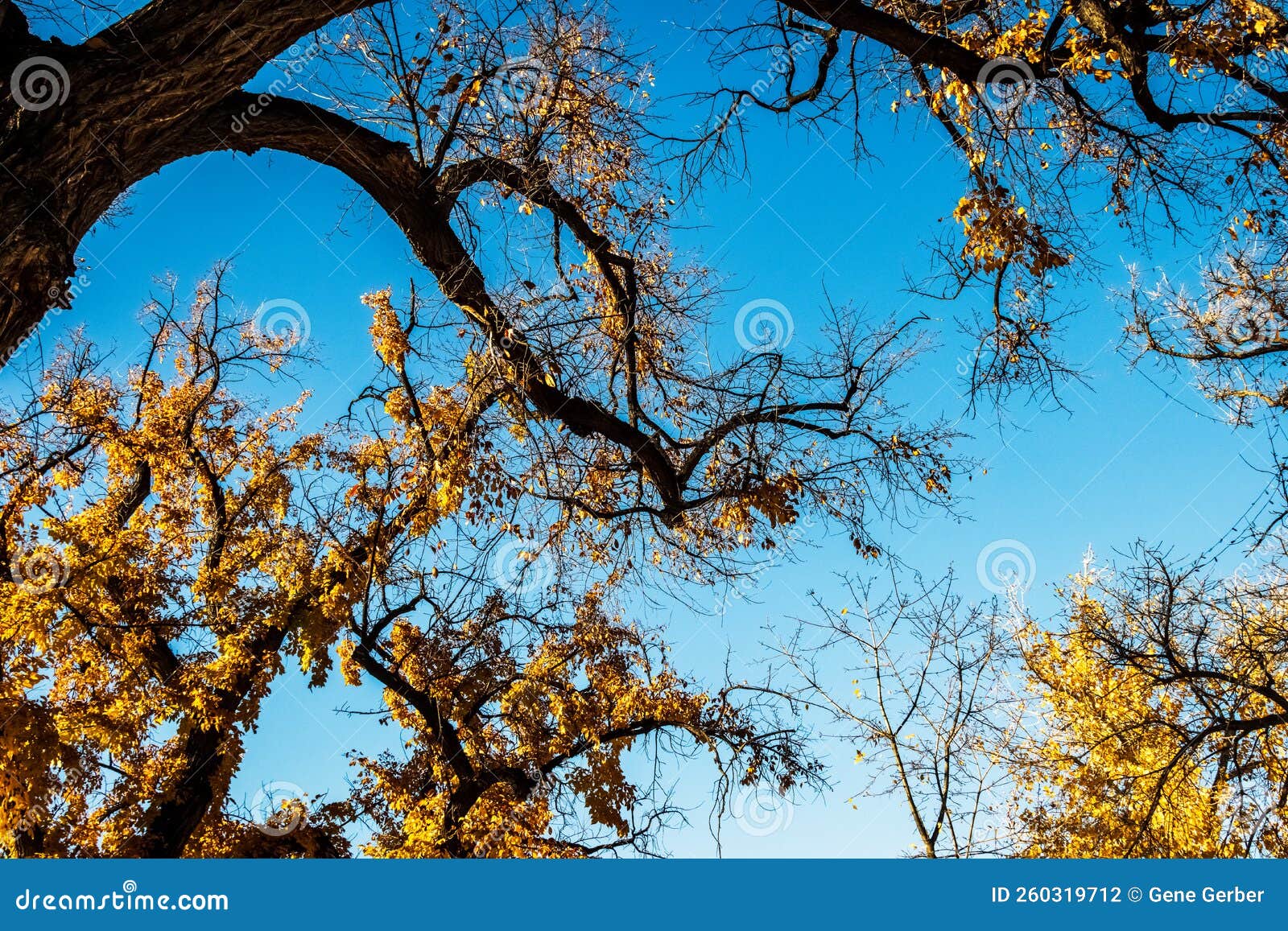 Branches in the Sky stock photo. Image of black, sharp - 260319712