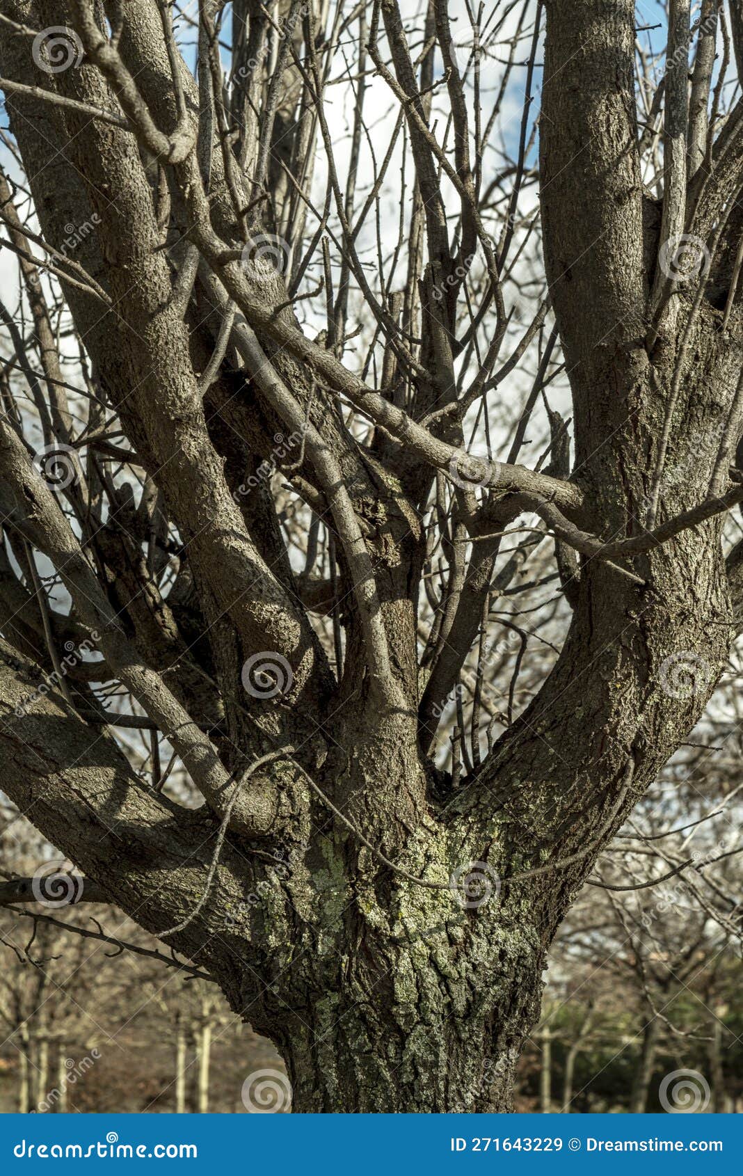 Tree Branches Coming Out of the Main Trunk Stripped of Leaves in the ...