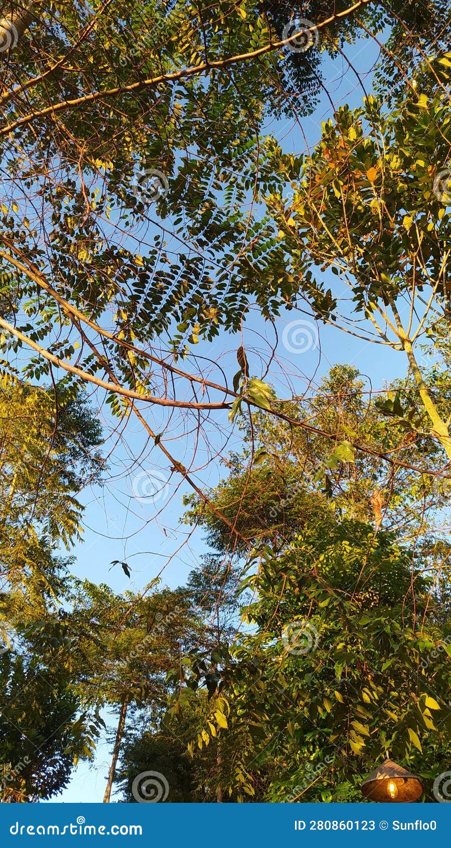Tree Branches Cover the Sky Stock Image - Image of plant, clear: 280860123