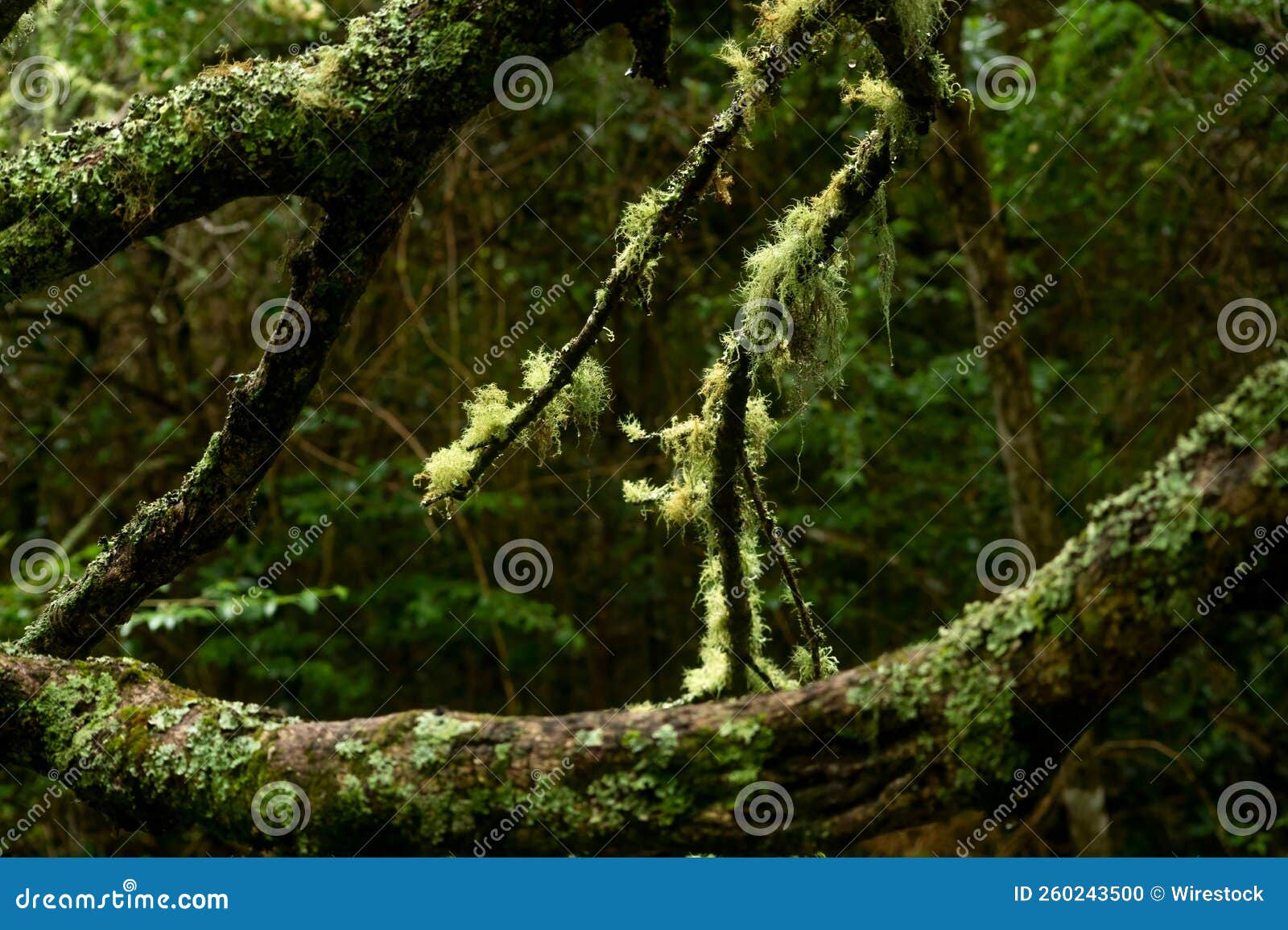 Tree Branches Covered with Green Moss in the Temperate Rainforest Stock ...