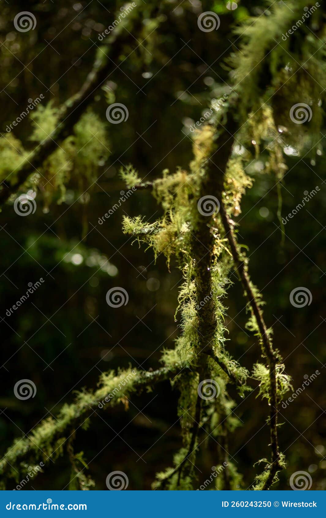 Tree Branches Covered with Green Moss in the Temperate Rainforest ...