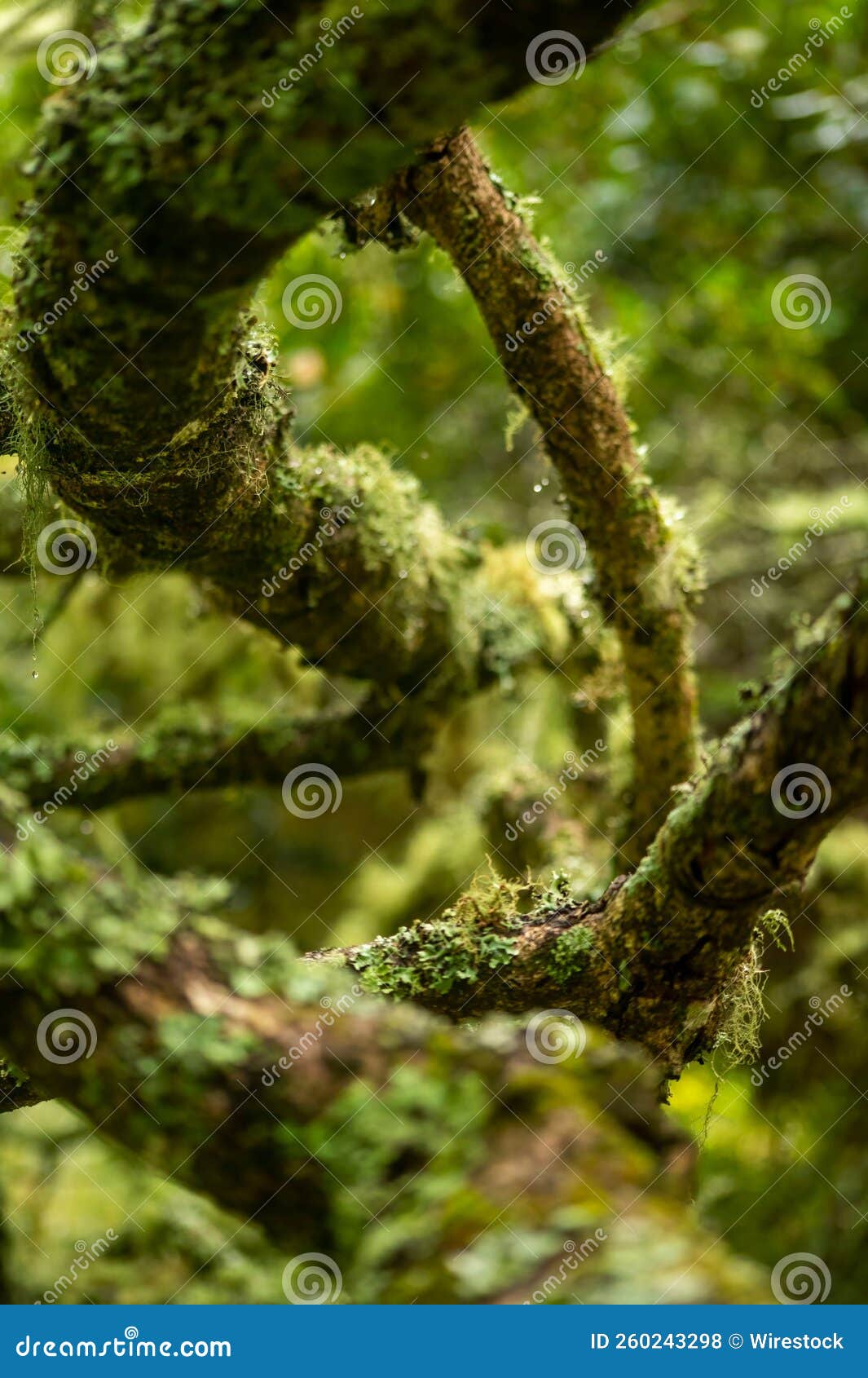Tree Branches Covered with Green Moss in the Temperate Rainforest ...