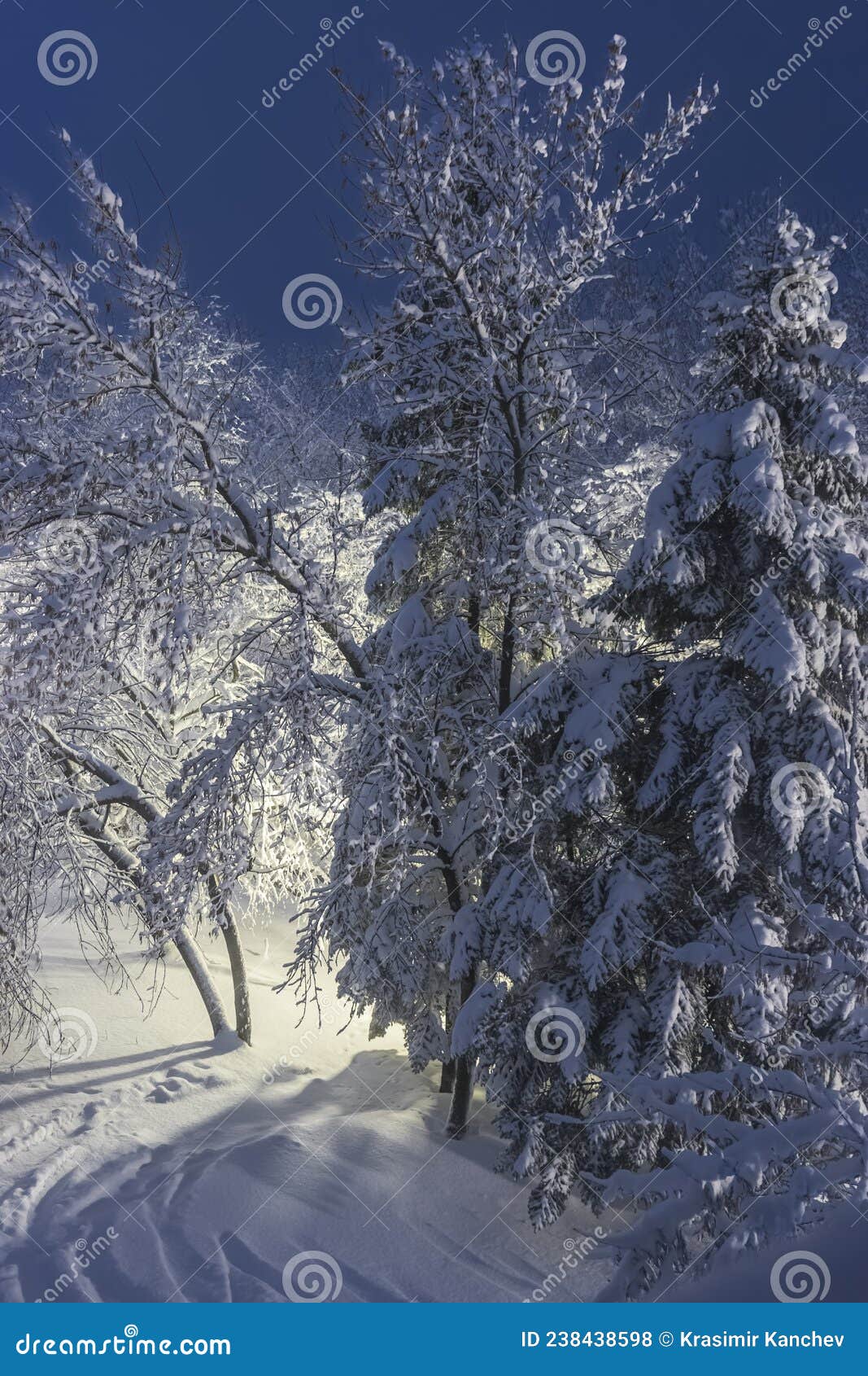 Tree Branches Covered with Heavy Snow. Beautiful Snowy Trees in ...