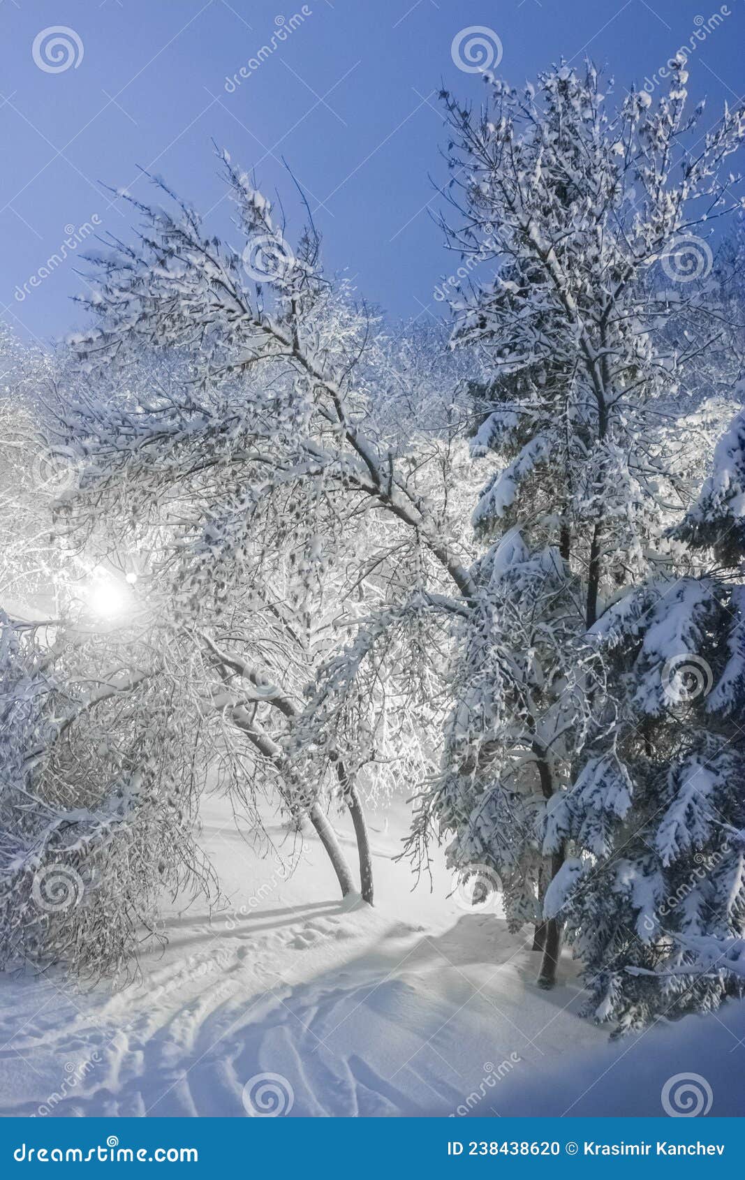 Tree Branches Covered with Heavy Snow. Beautiful Snowy Trees in ...