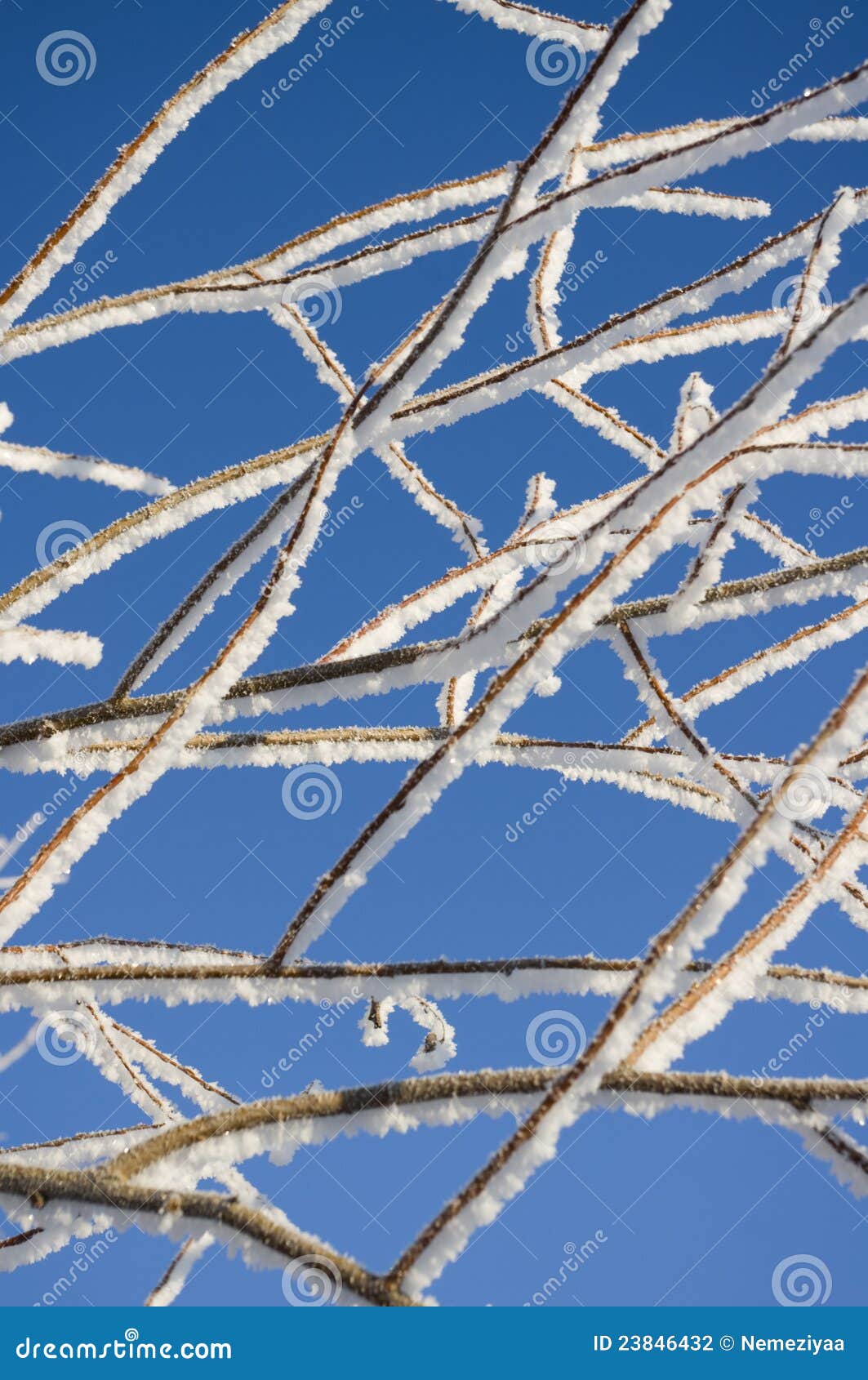Tree Branches Covered with Hoarfrost Stock Photo - Image of clean ...