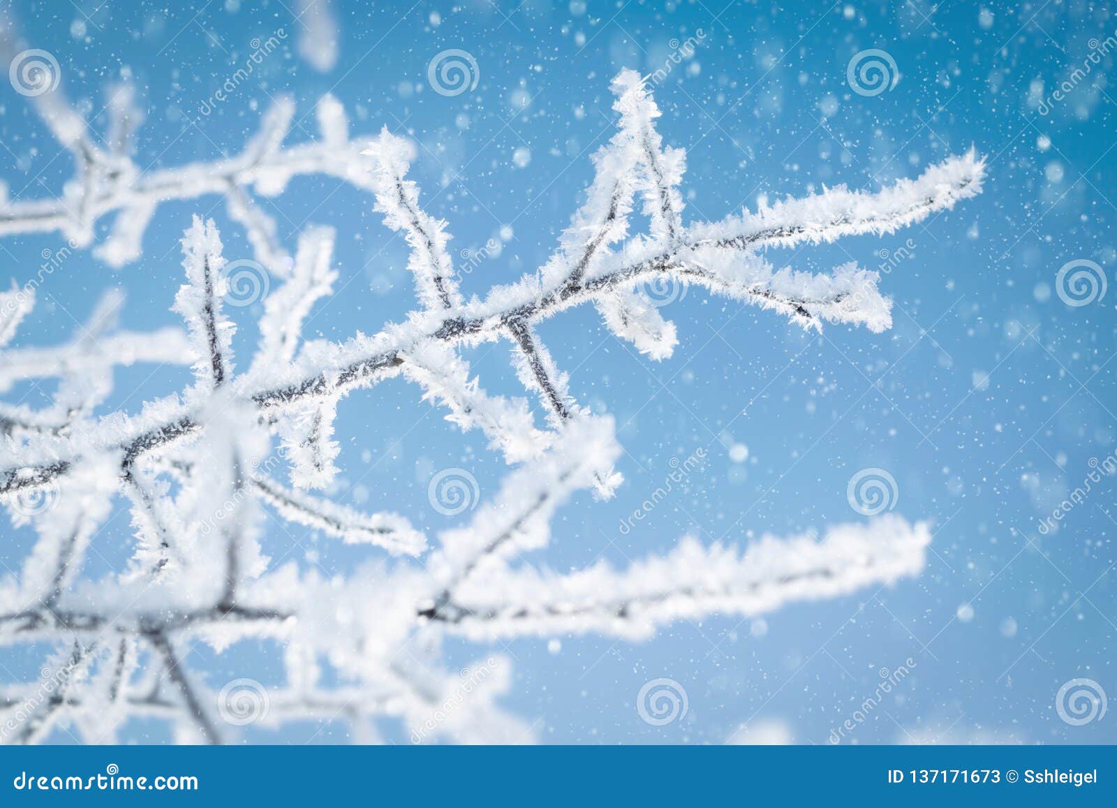 Tree Branches Covered with Ice Crystals Against a Blue Sky and Falling ...