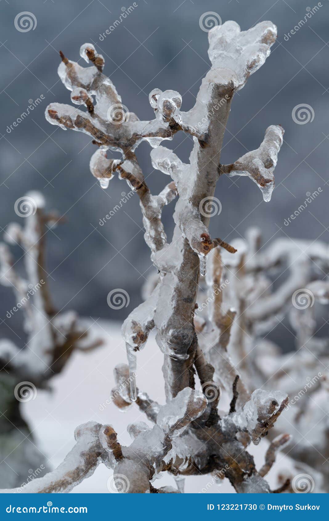 Branches Encapsulated in Ice Stock Photo - Image of natural, crystal ...