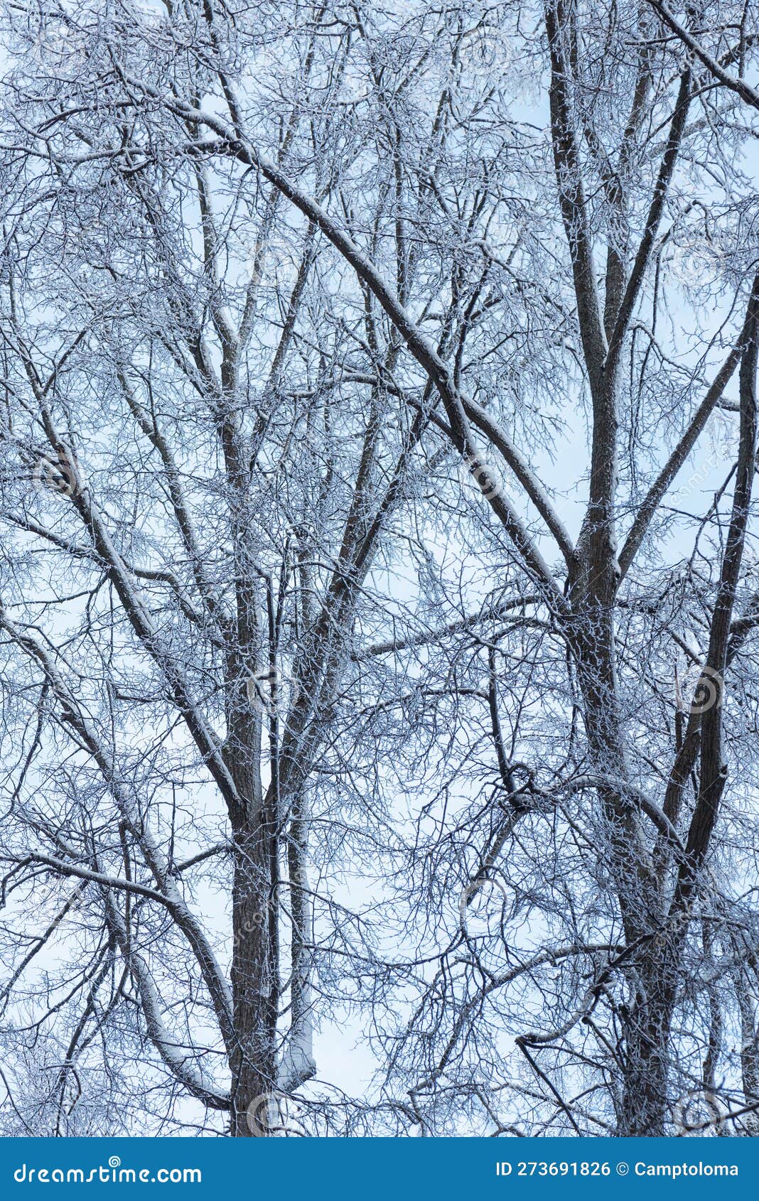 Tree Branches Covered with Ice after an Ice Storm Stock Photo - Image ...