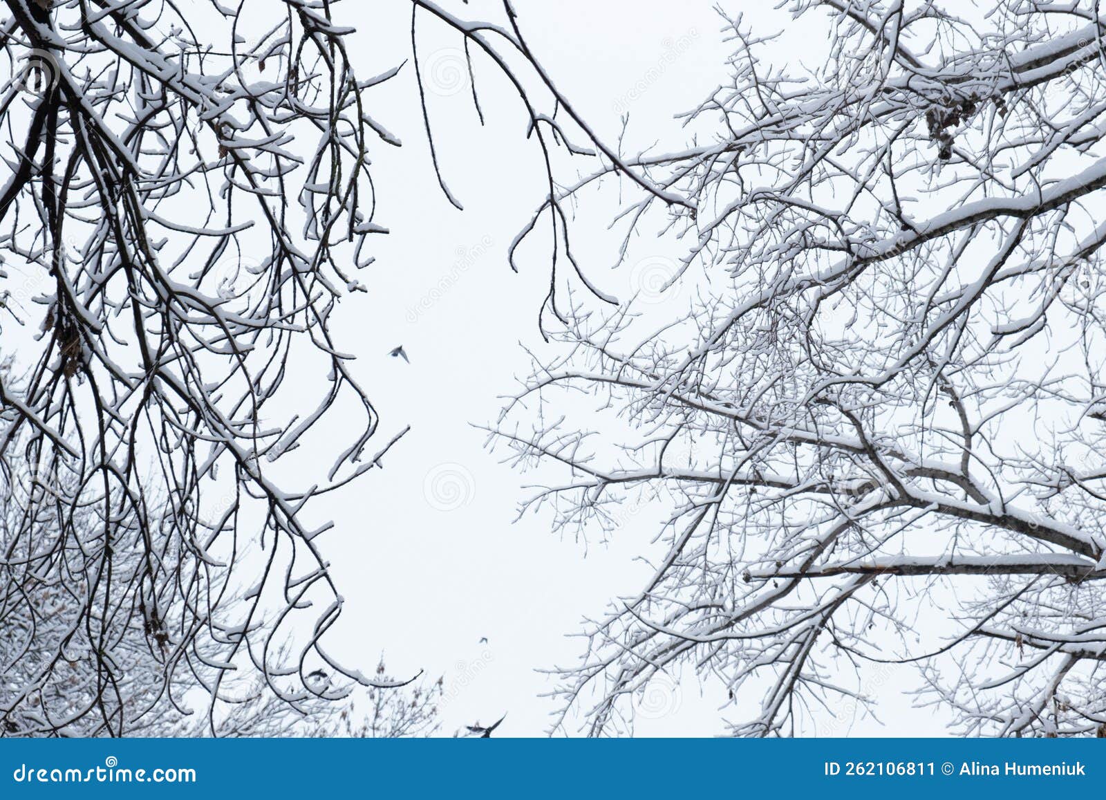 Tree Branches are Covered with a Layer of the First Snow. Hello Winter ...