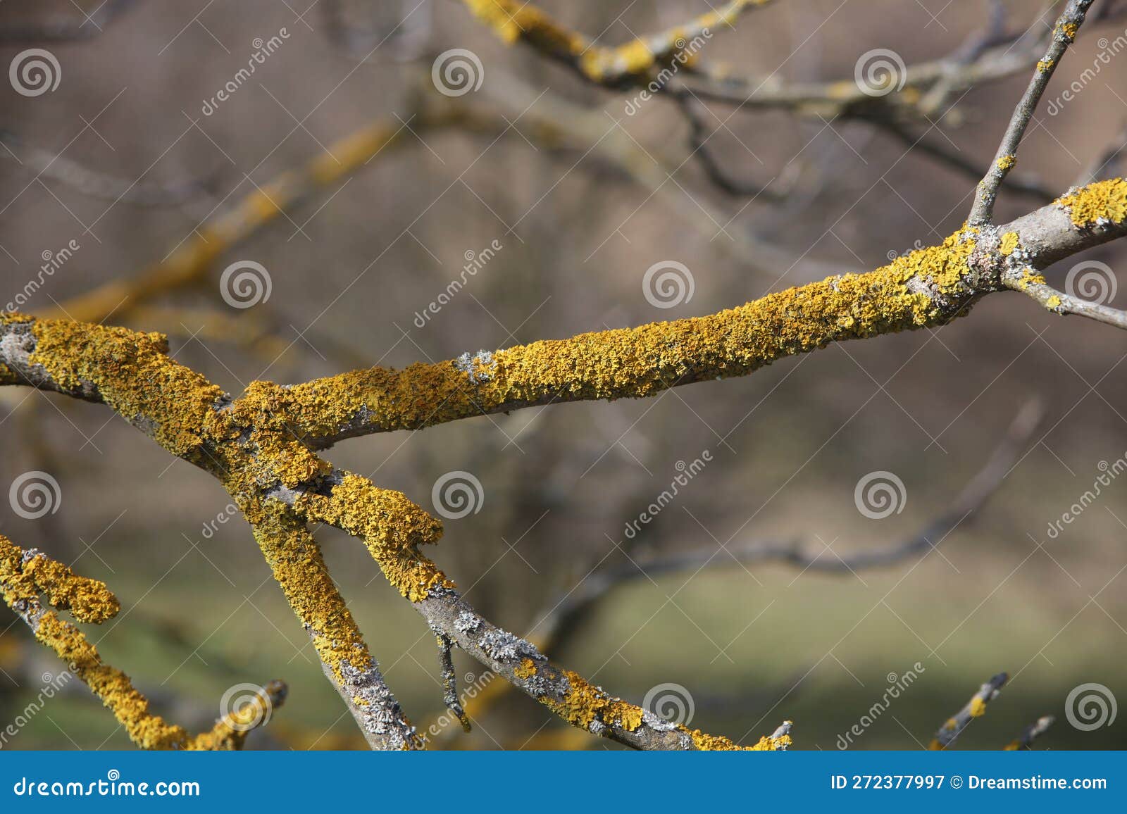 Tree Branches Covered in Lichen Stock Image - Image of nature ...