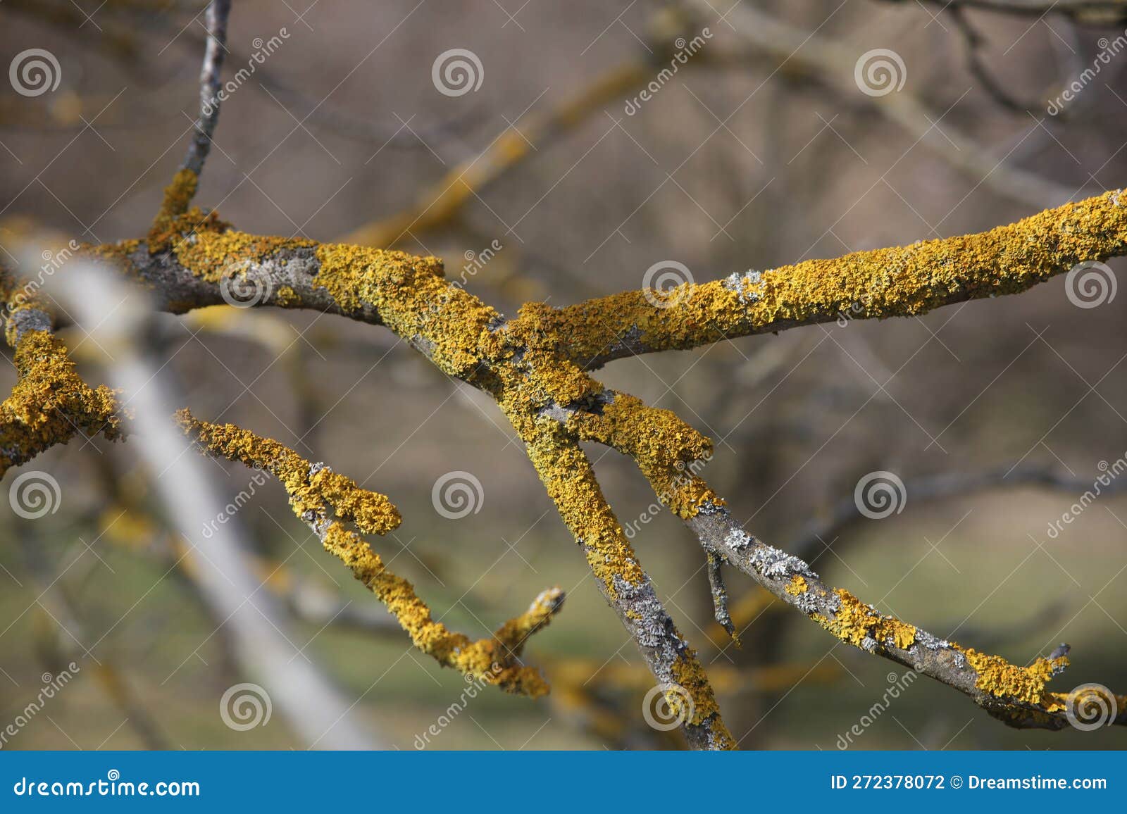 Tree Branches Covered in Lichen Stock Photo - Image of branches, thorns ...