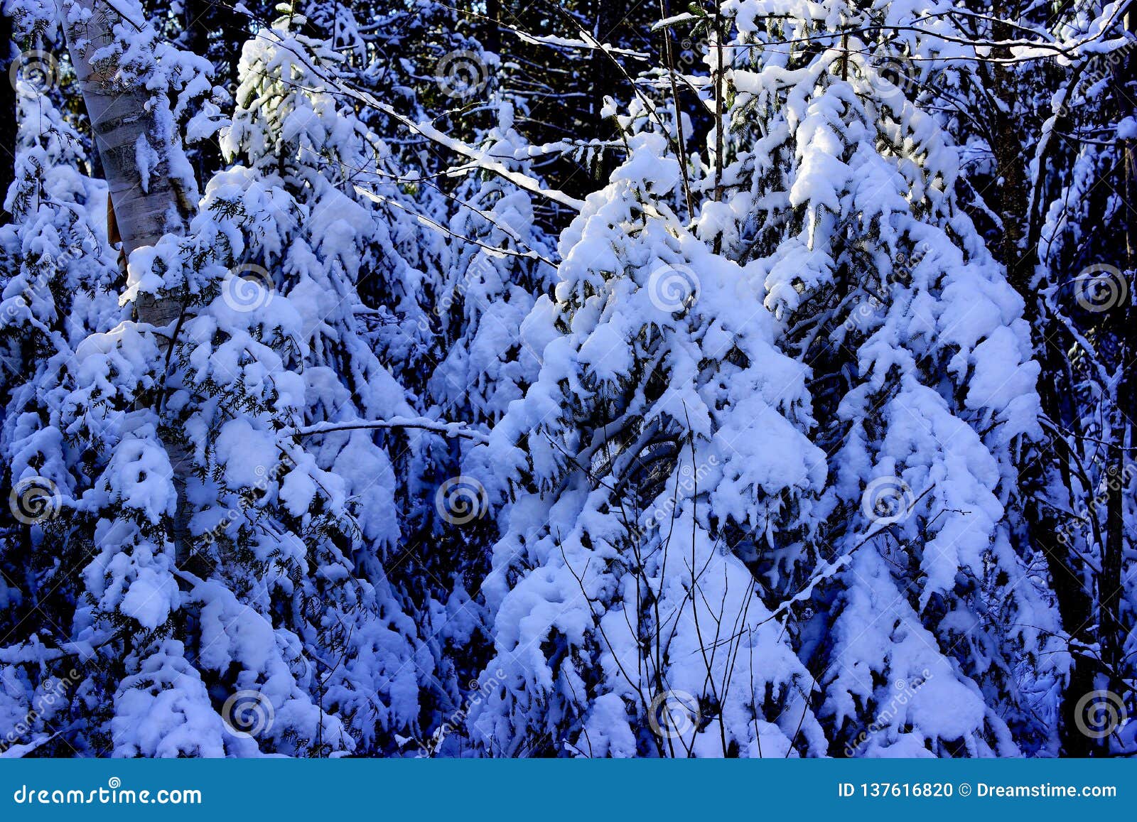 Tree Branches Covered with Snow Stock Photo - Image of covered, winter ...