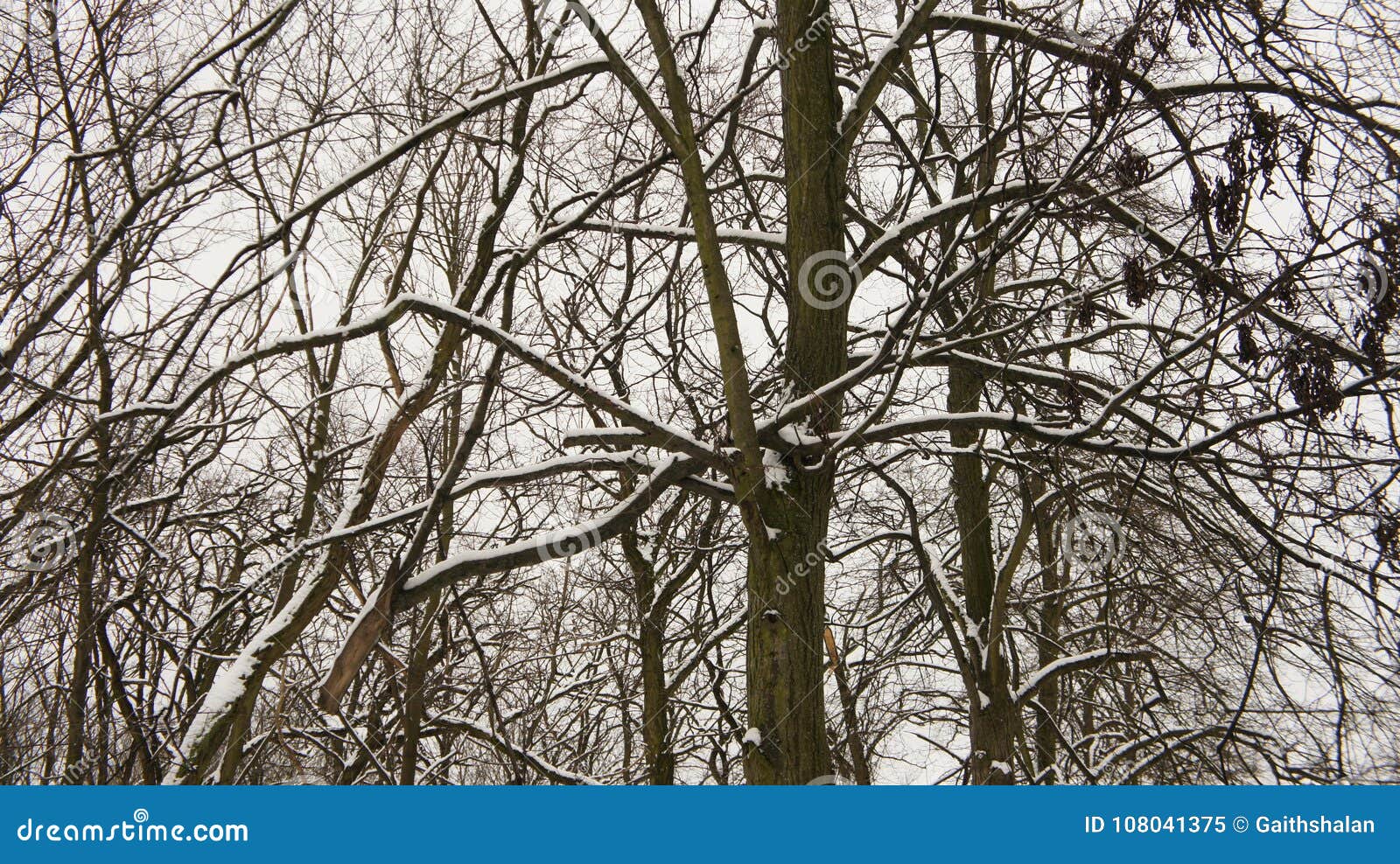 Tree Branches Snow stock image. Image of berries, branch - 108041375