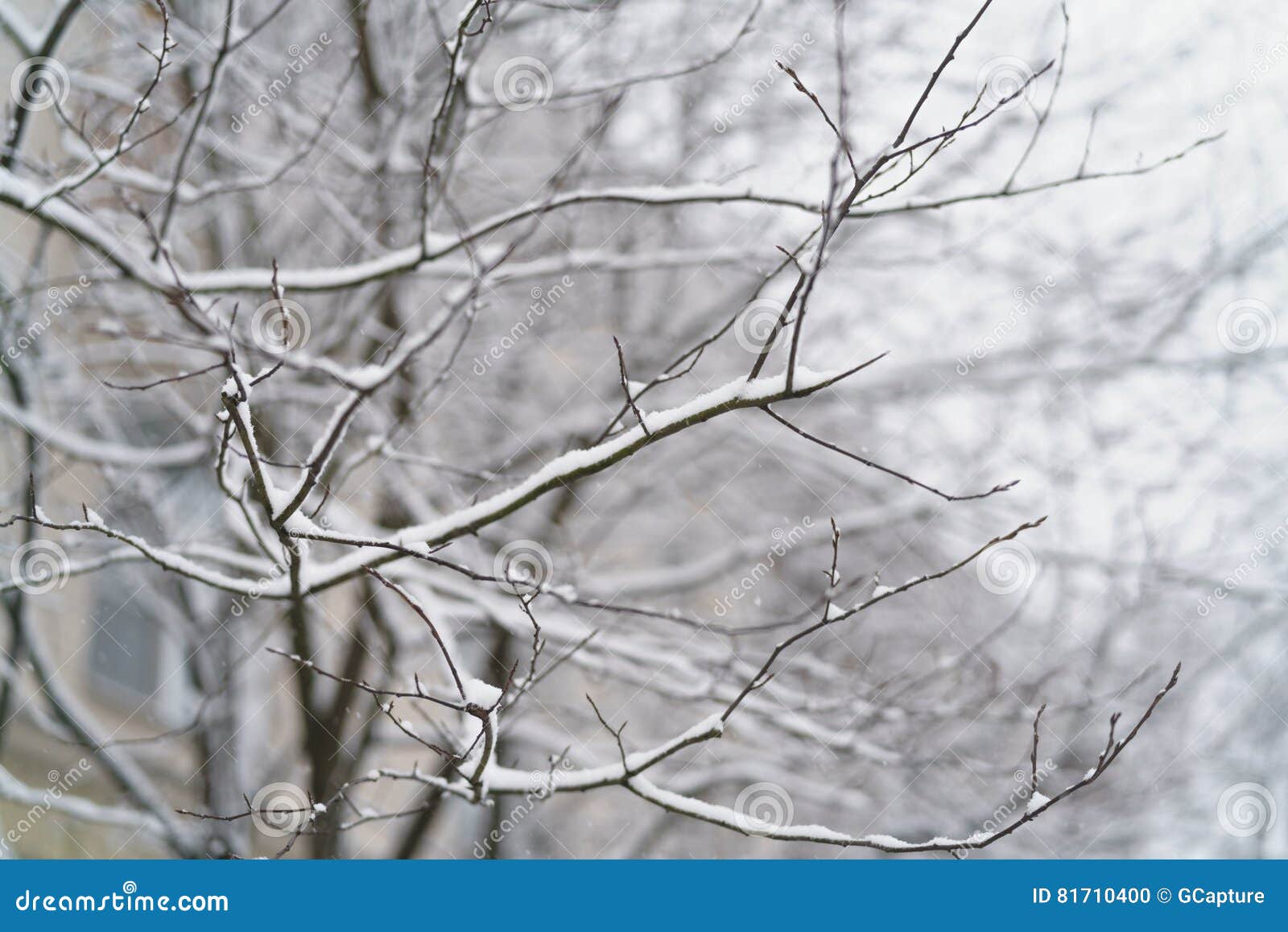 Tree Branches Covered with Snow after Snowfall Stock Photo - Image of ...