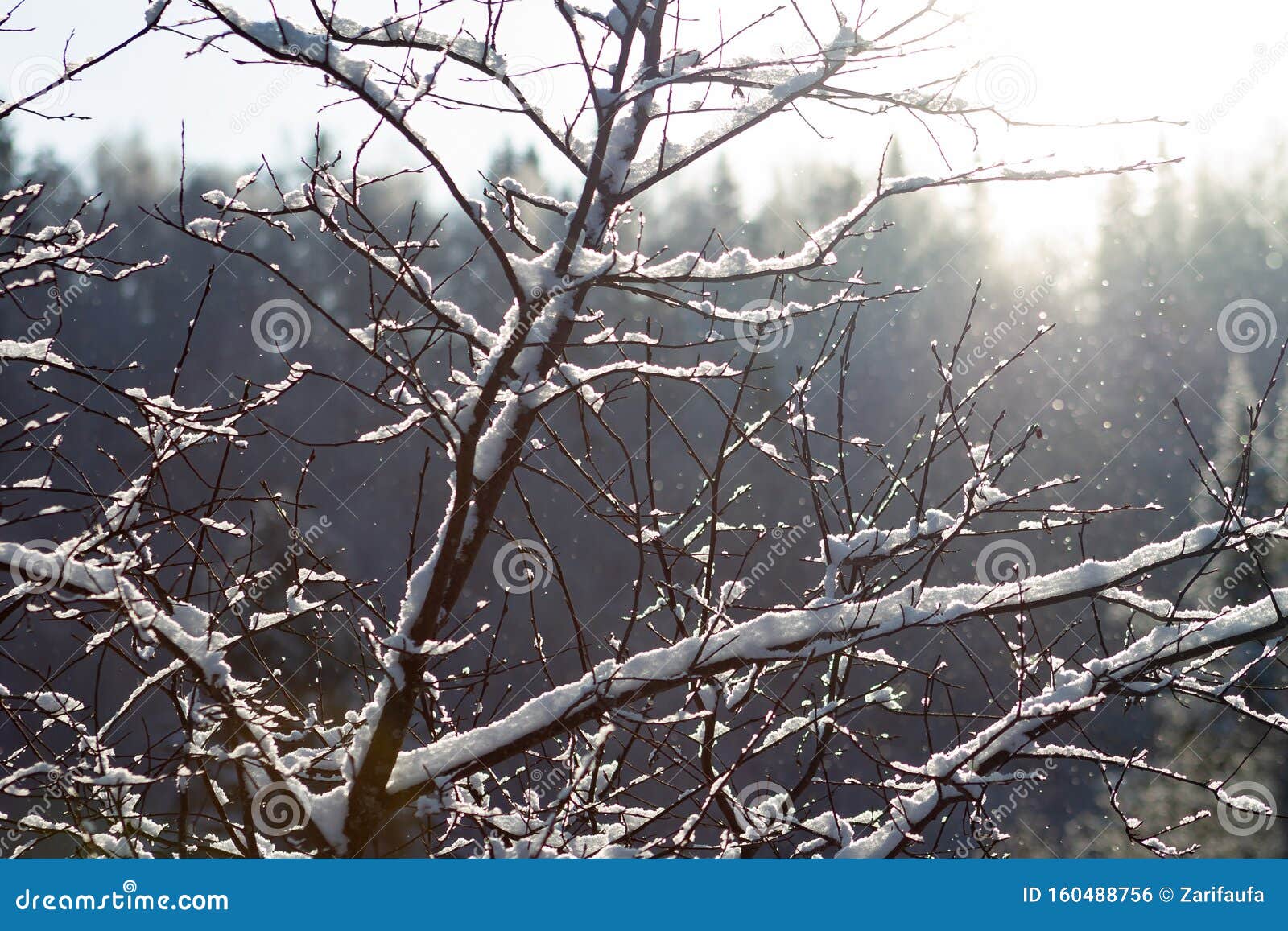 Tree Branches Covered in Snow in Sun Rays. Stock Photo - Image of rays ...