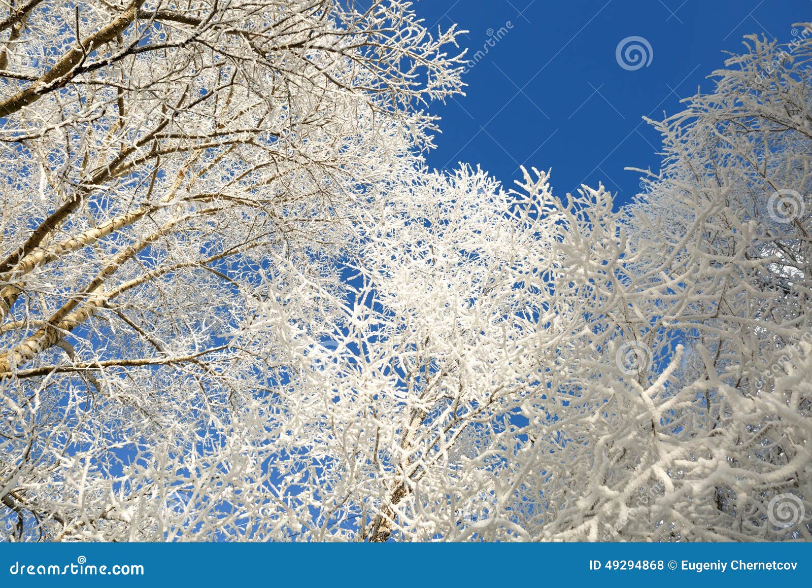 Tree Branches Covered with Snow Stock Photo - Image of frost, frosty ...