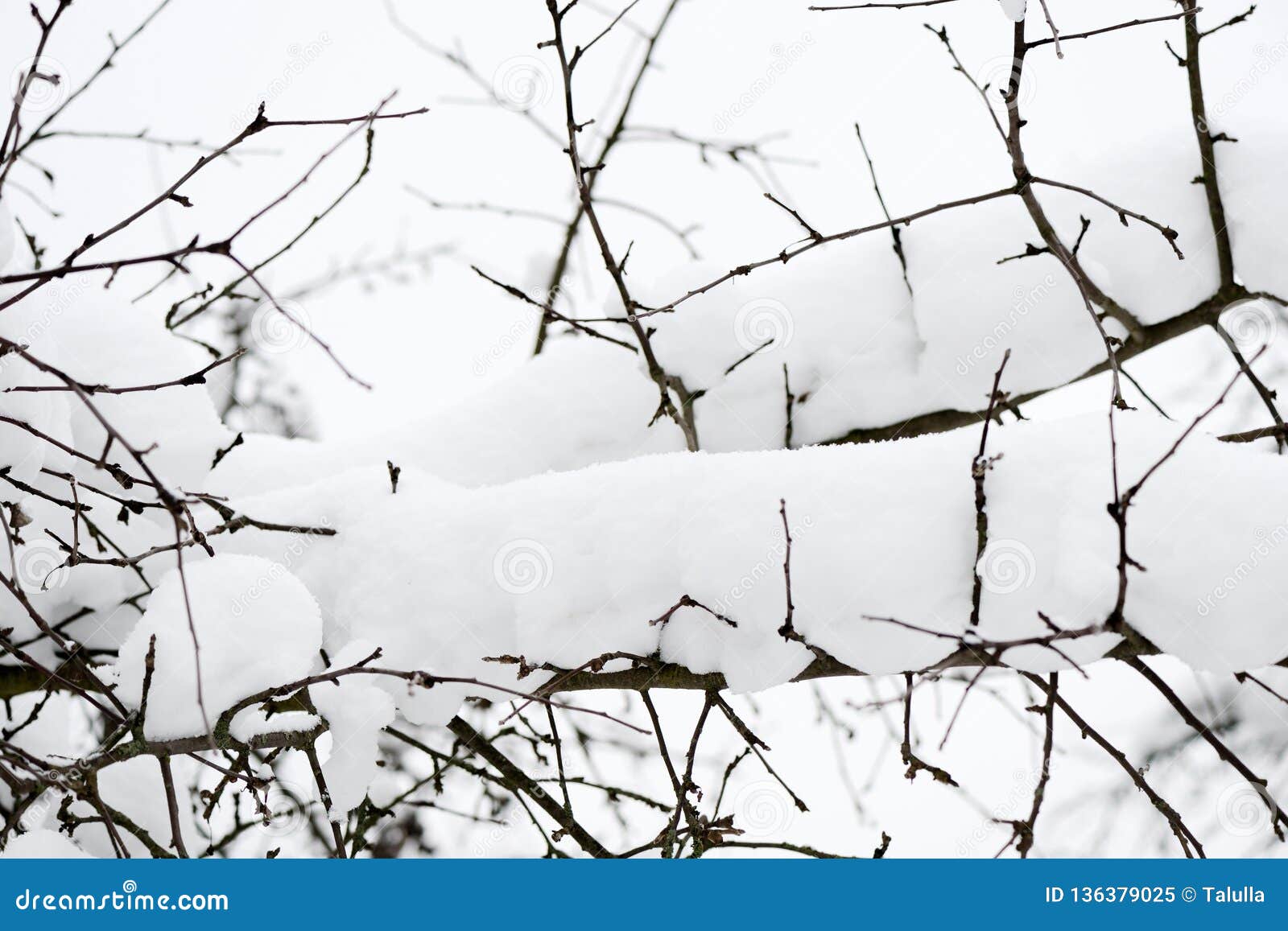 Tree Branches Covered with Snow in the Winter Garden Stock Image ...