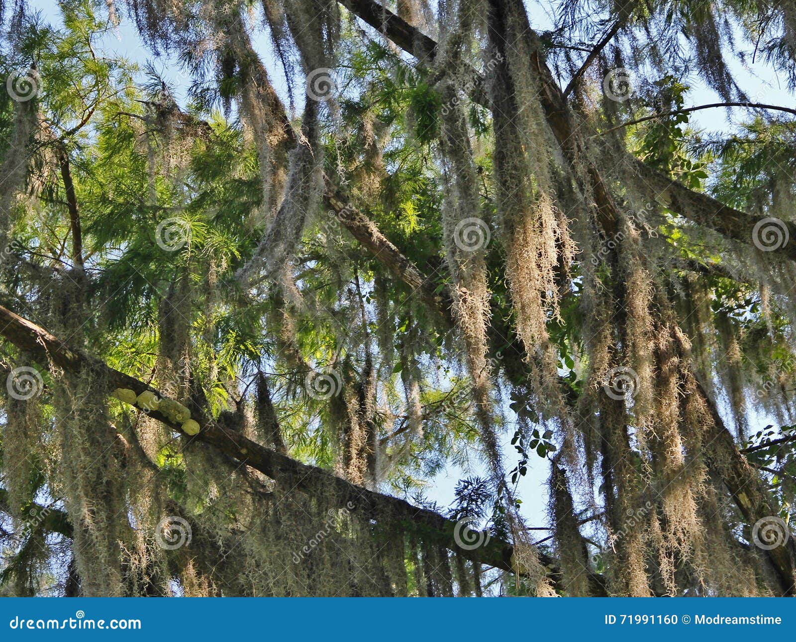 Tree Branches Covered in Spanish Moss Stock Photo - Image of branches ...