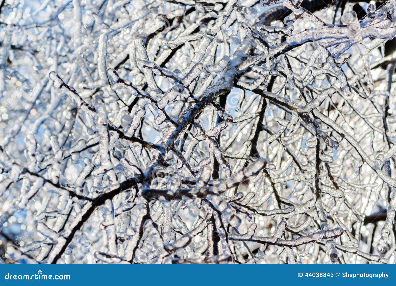 Tree Branches Covered in Thick Ice Stock Image - Image of frosty ...