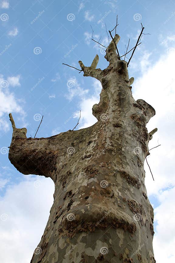 Tree with branches cut off stock image. Image of revival - 18877121