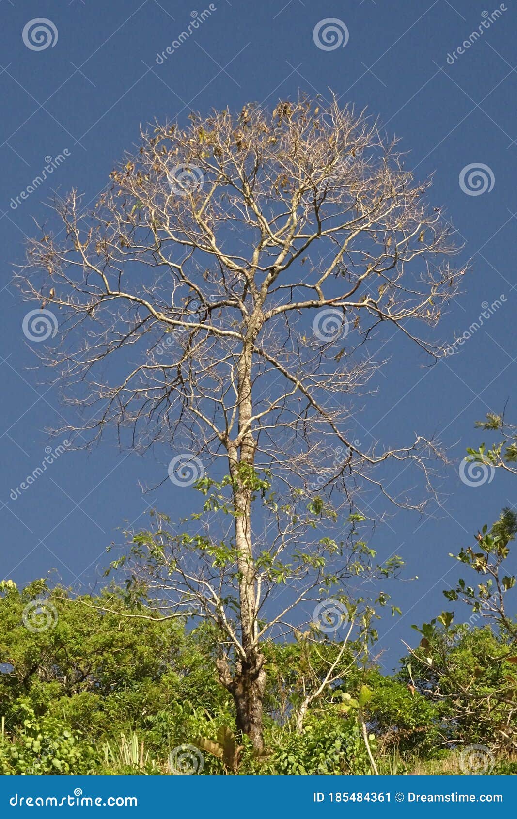 Tree Branches with Dark Blue Background. Stock Image - Image of ...