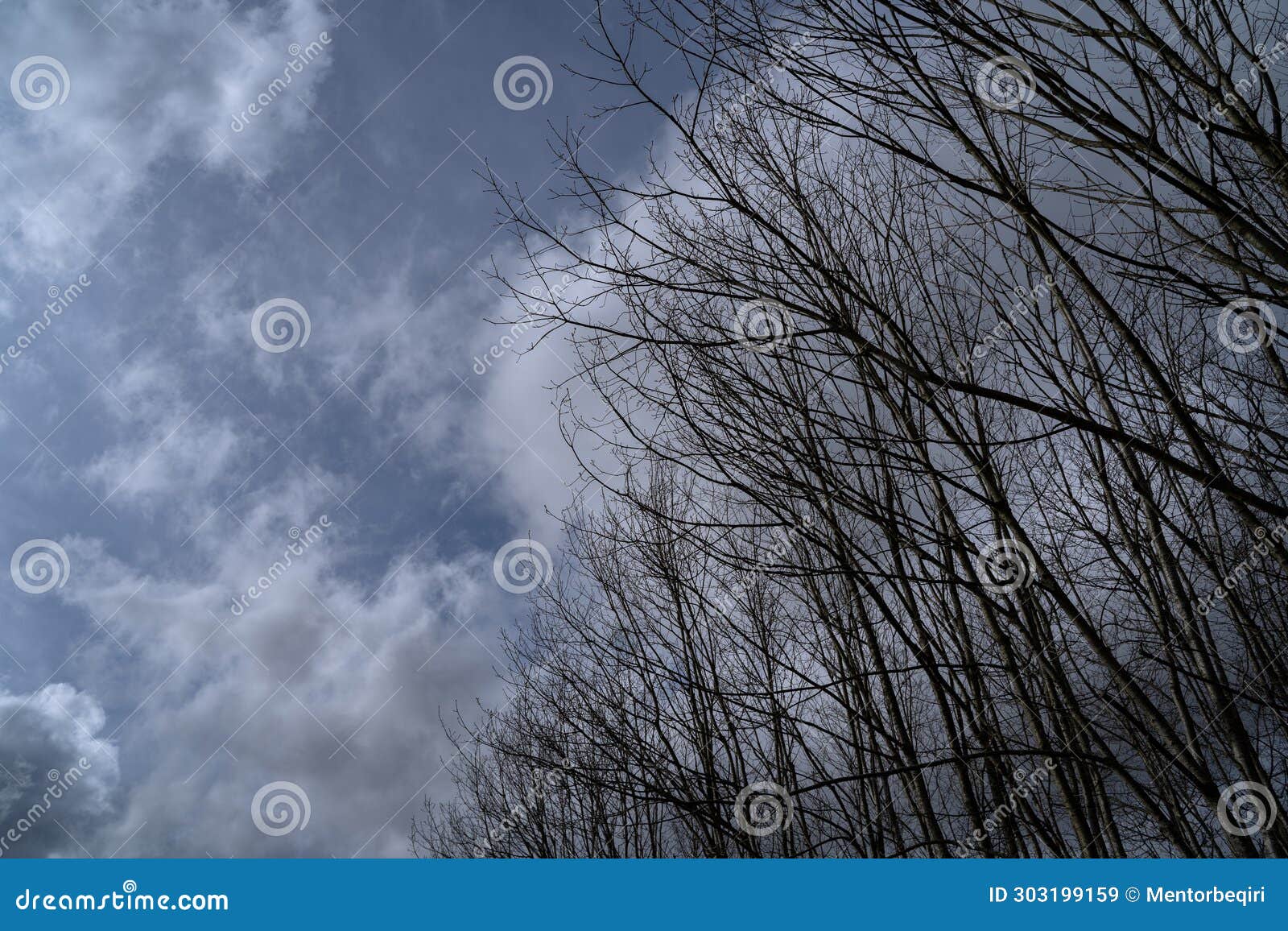 Branches with a Dark Cloudy Sky on a Rainy and Windy Day in Spring ...