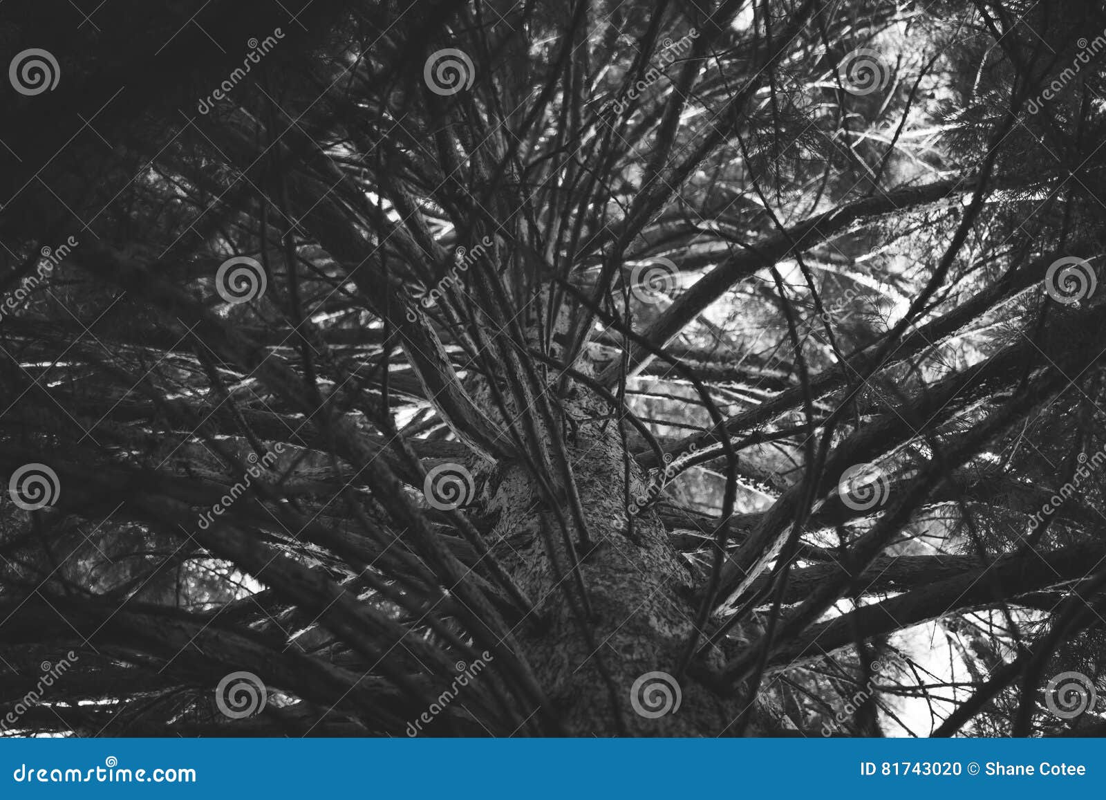 Tree branches dark texture stock photo. Image of tree - 81743020