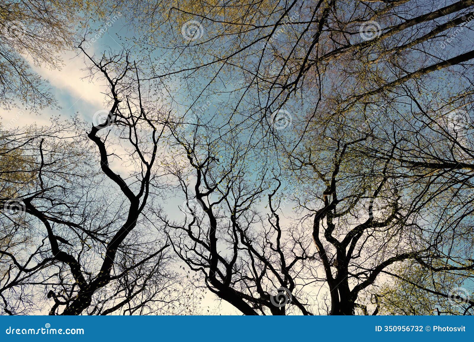 Tree Branches in Deciduous Forest Against Sky Upward View, Treetops ...