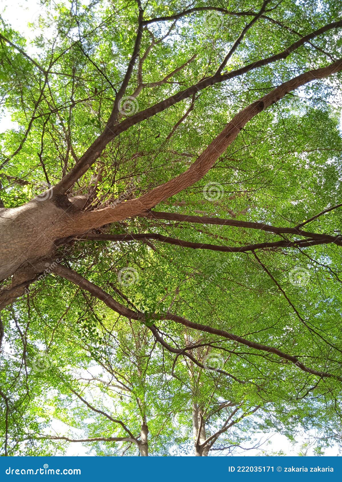 Tree Branches and Dense Green Leaves Will Make the Beauty of Nature ...